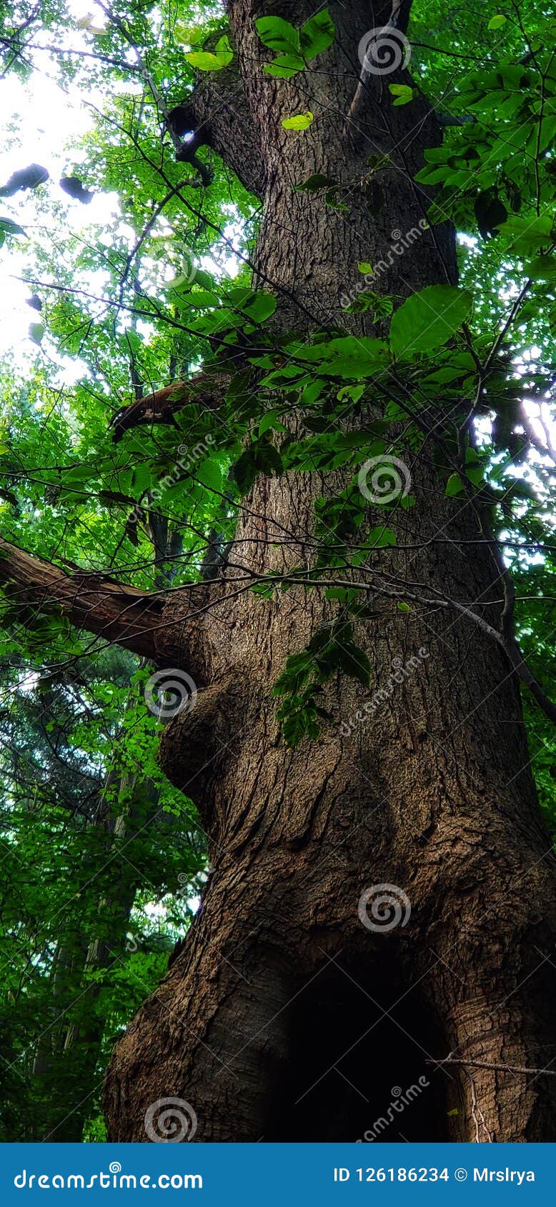 Tree stock photo. Image of tree, close, green, brown - 126186234