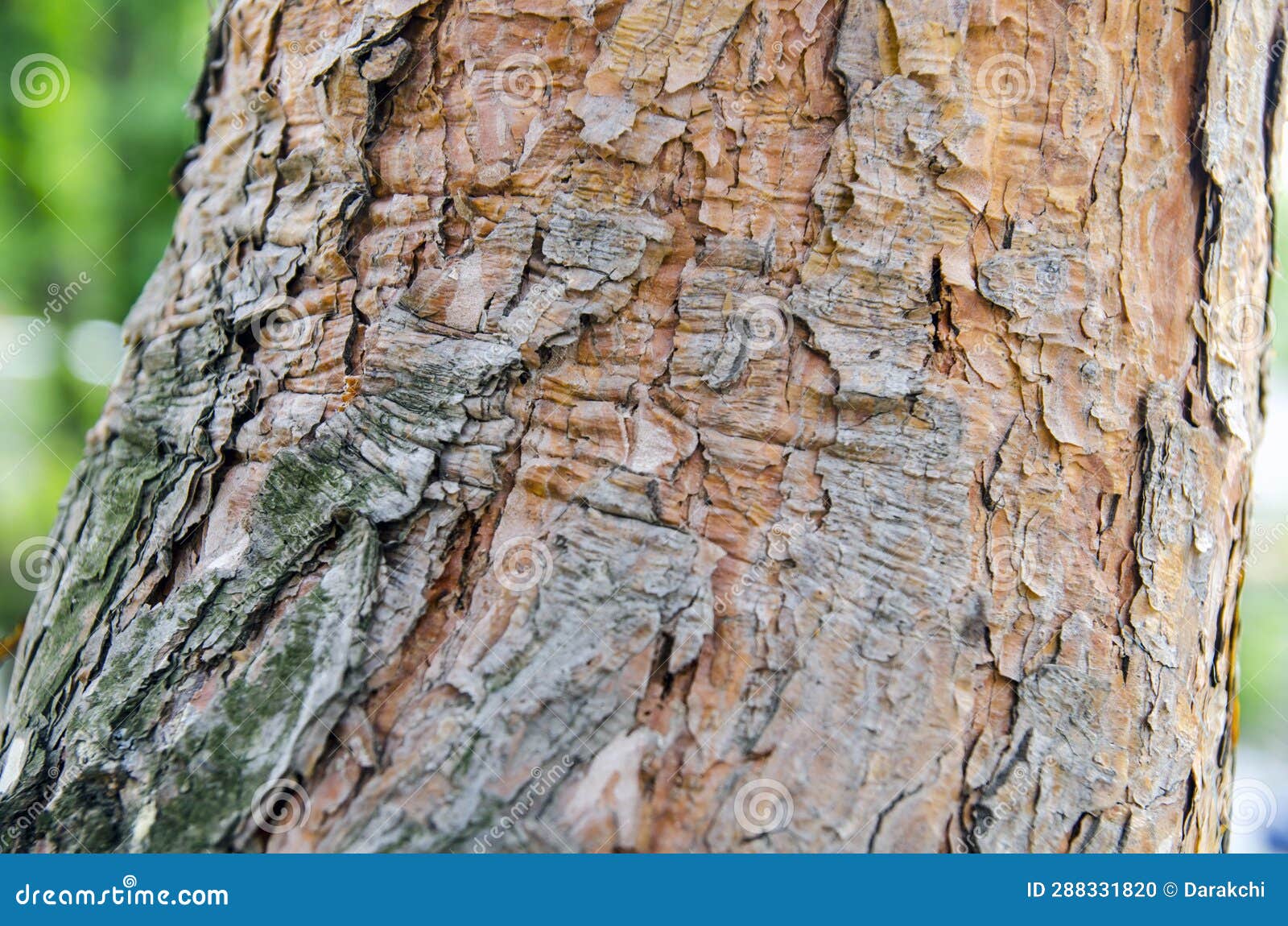 Tree close view stock photo. Image of nature, texture - 288331820