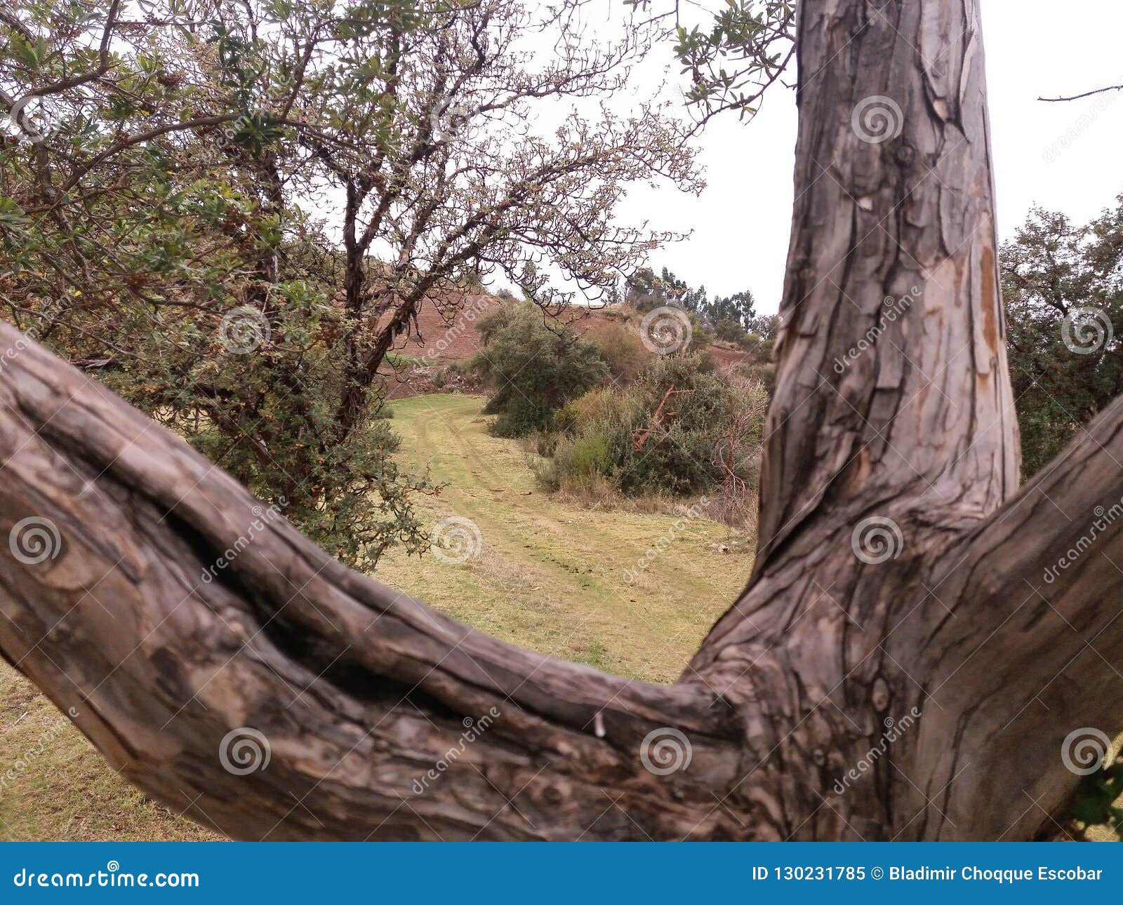 Tree in Close View and Pasture Road Stock Image - Image of balls, cusco ...