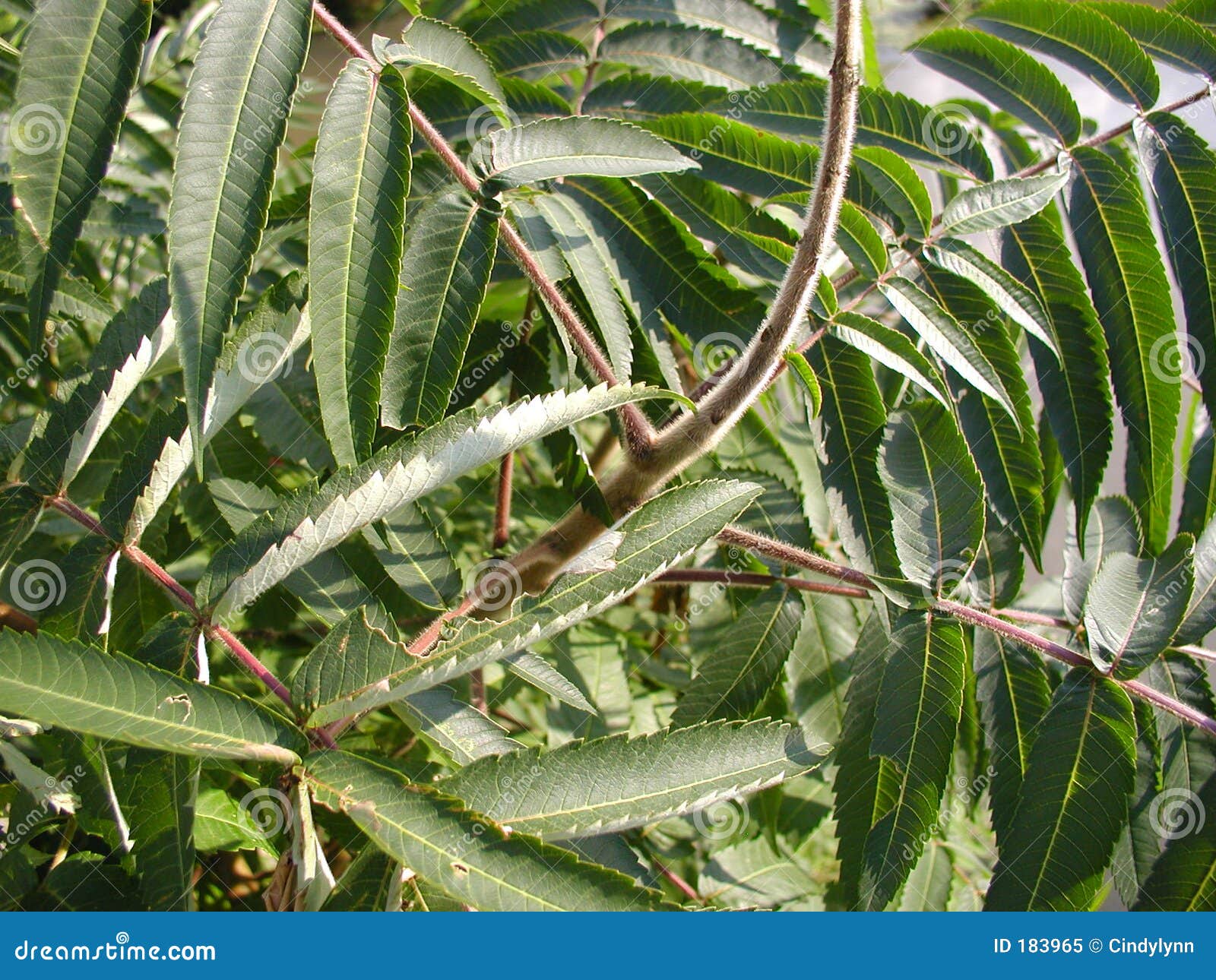 Tree Closeup Picture. Image: 183965