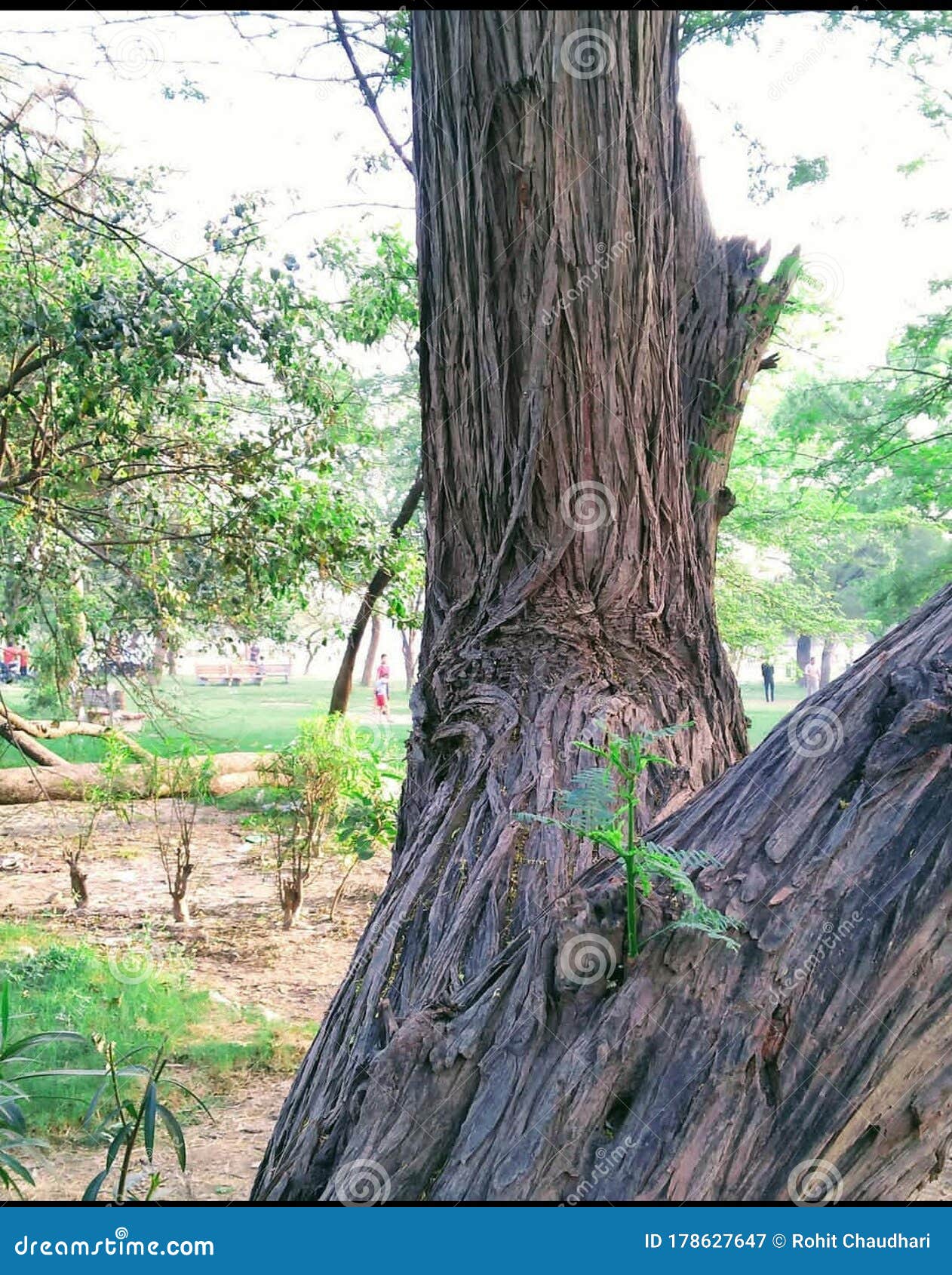 Tree Closeup with Lot of Textures and Design Stock Image - Image of ...
