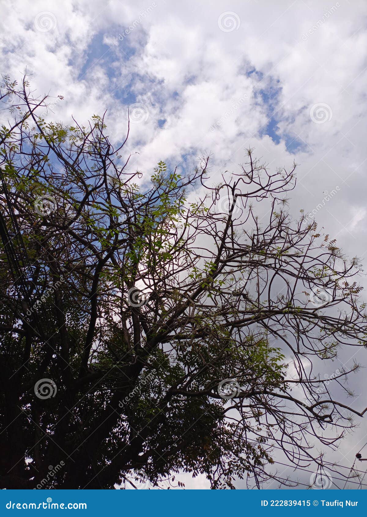 Tree cloud sky noon photos stock image. Image of noon - 222839415
