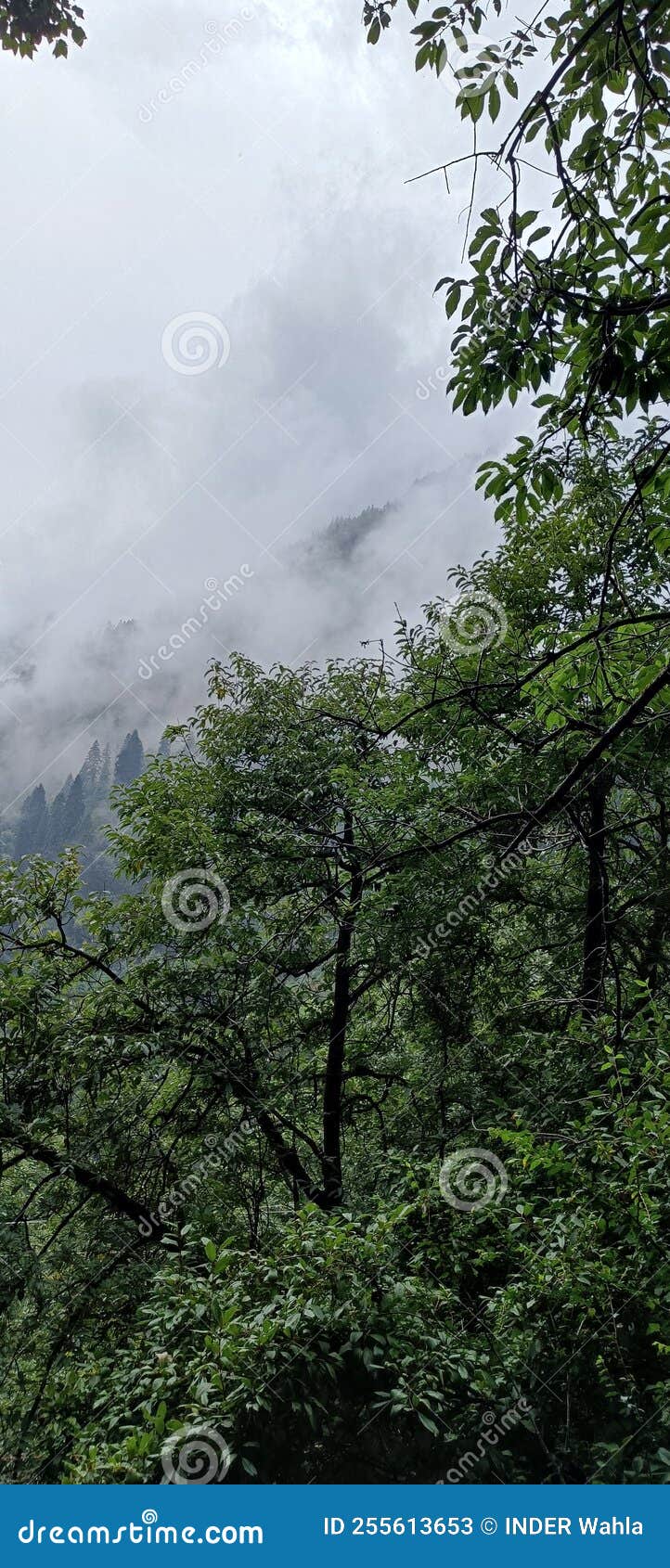 Tree with Cloud View from Mountain Greenery. Stock Image - Image of ...