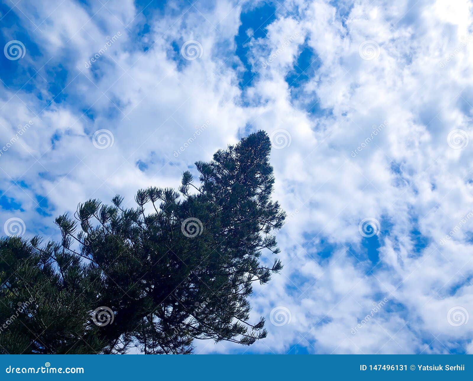 A tree in the clouds. stock image. Image of bright, color - 147496131