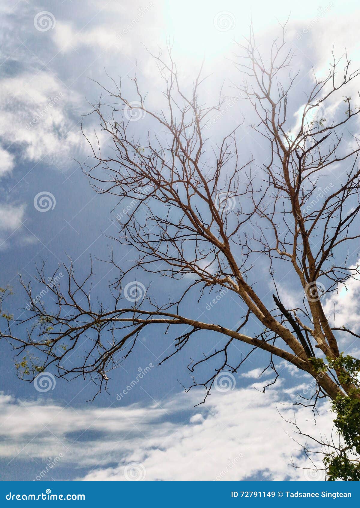 Tree and Clouds stock image. Image of beauty, bare, bright - 72791149