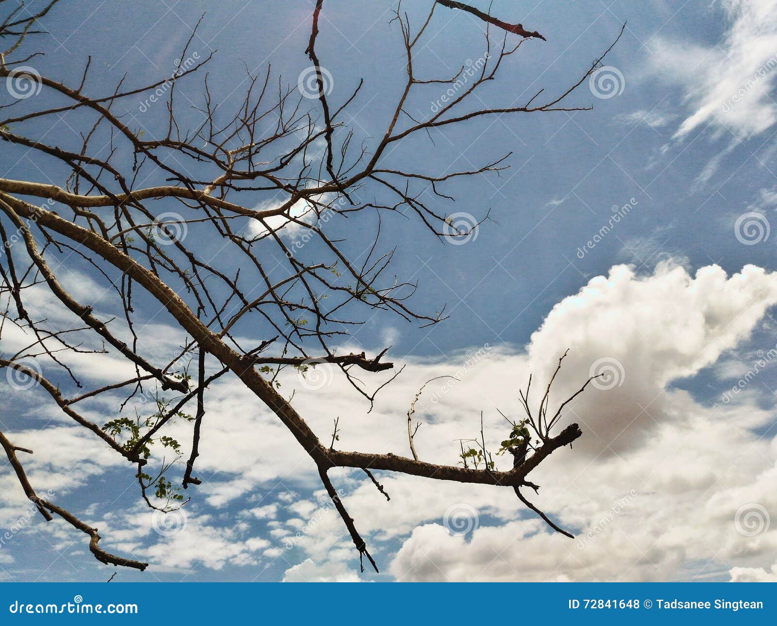 Tree and Clouds stock photo. Image of landscape, idyllic - 72841648