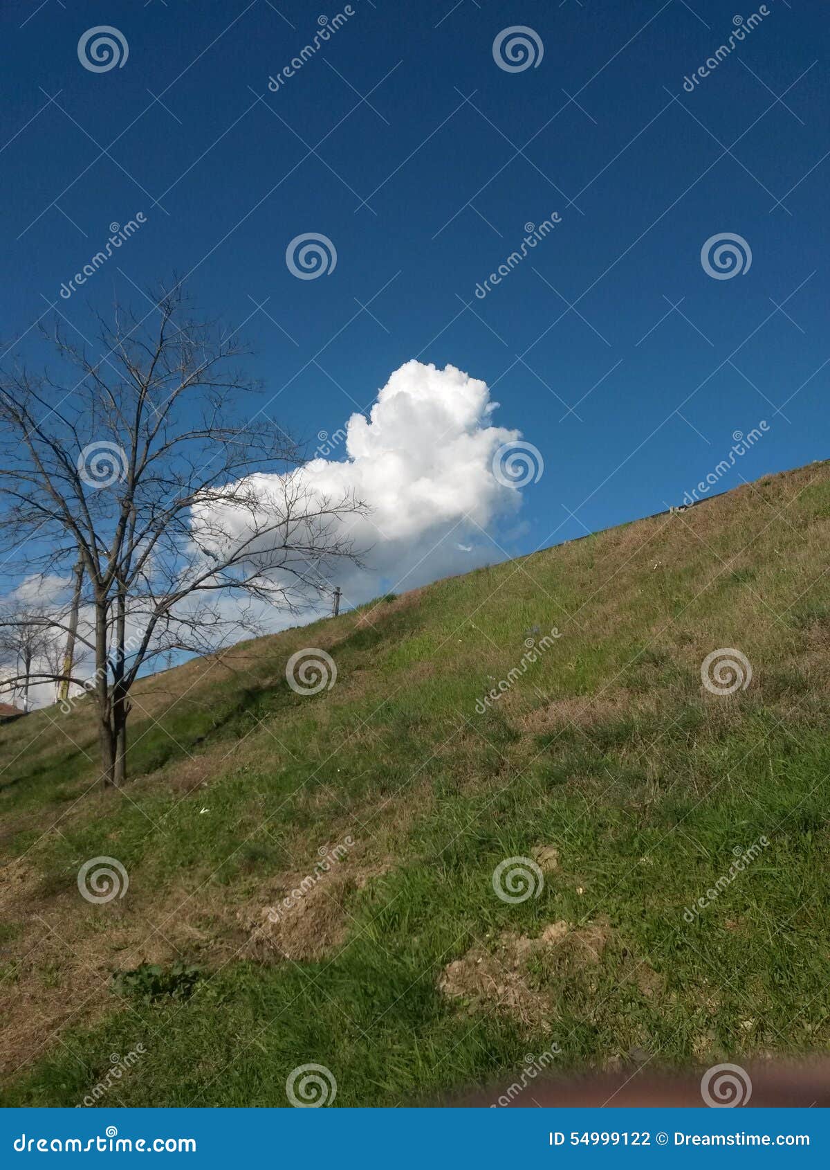 A tree and clouds stock photo. Image of weather, sunny - 54999122