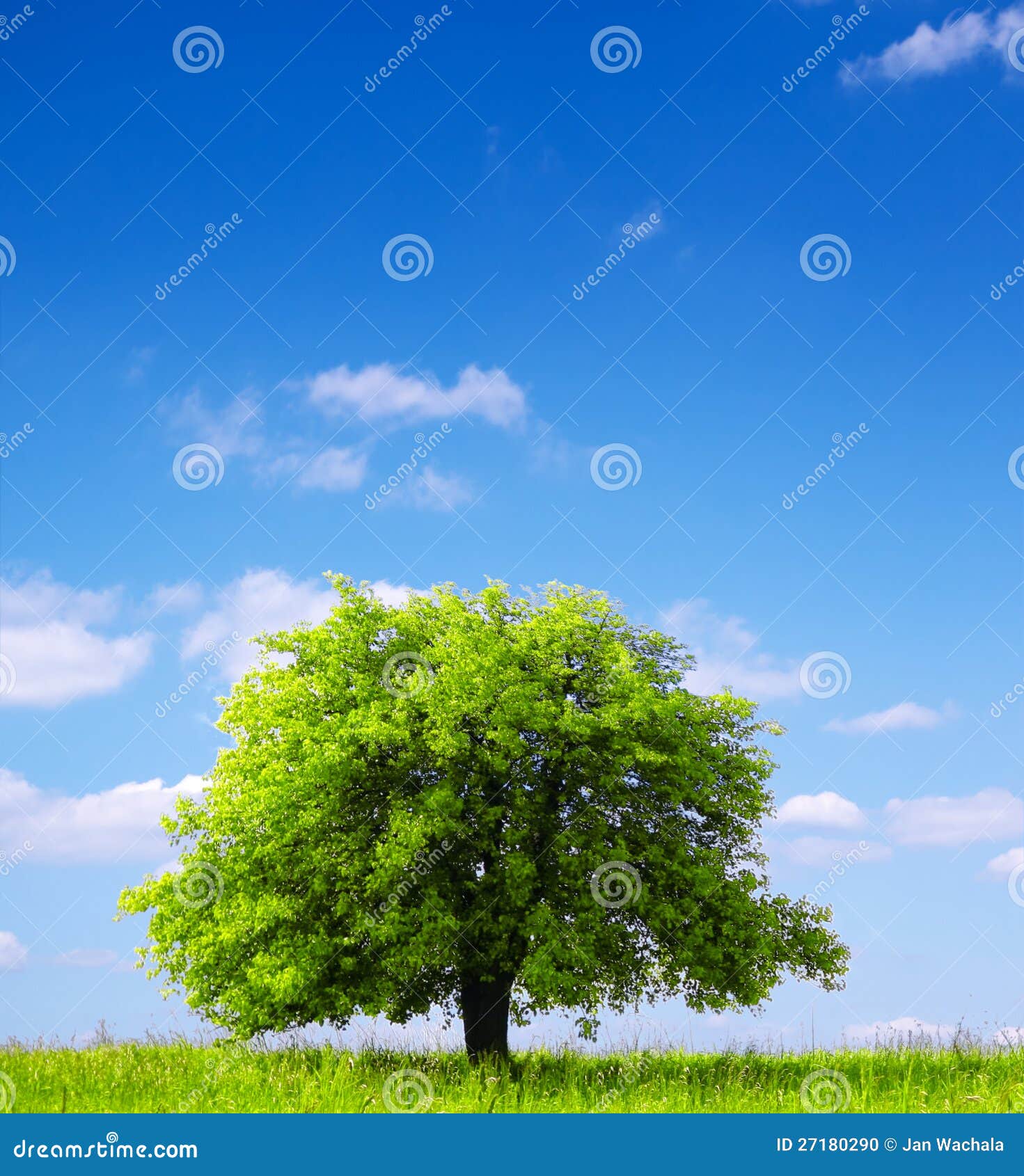 Tree and cloudy sky stock photo. Image of broad, grass - 27180290