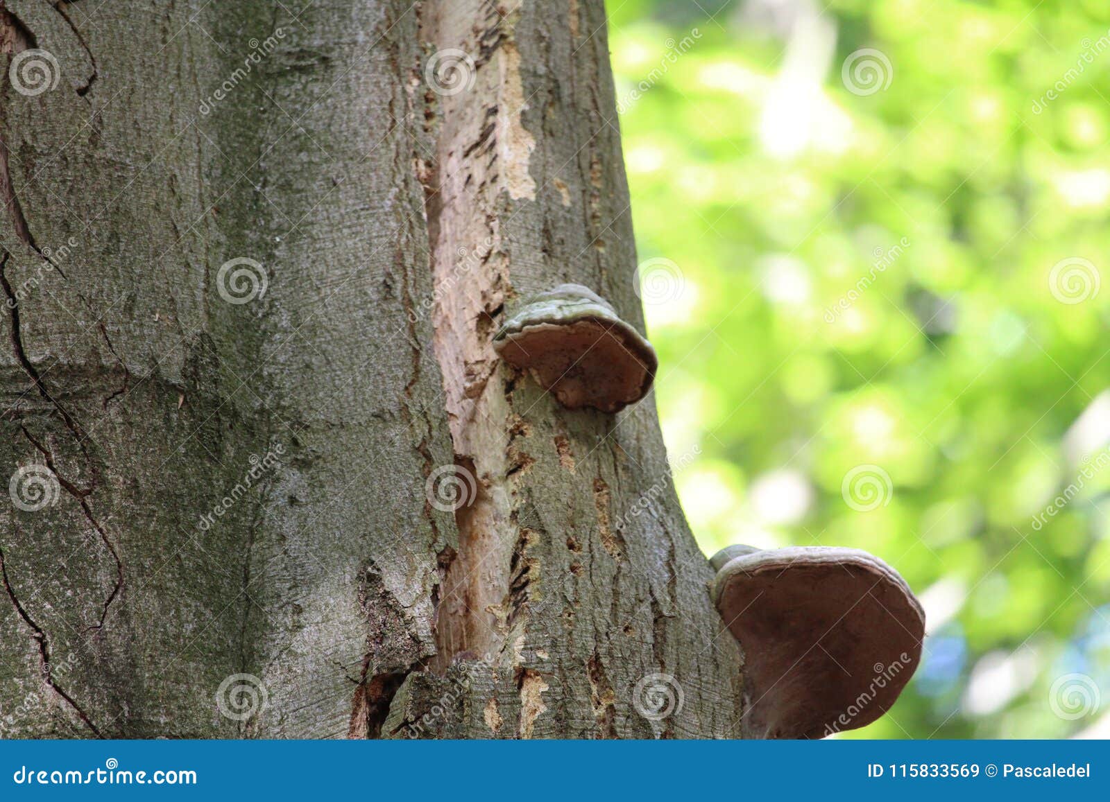 Tree with Clumps stock image. Image of trunk, summer - 115833569