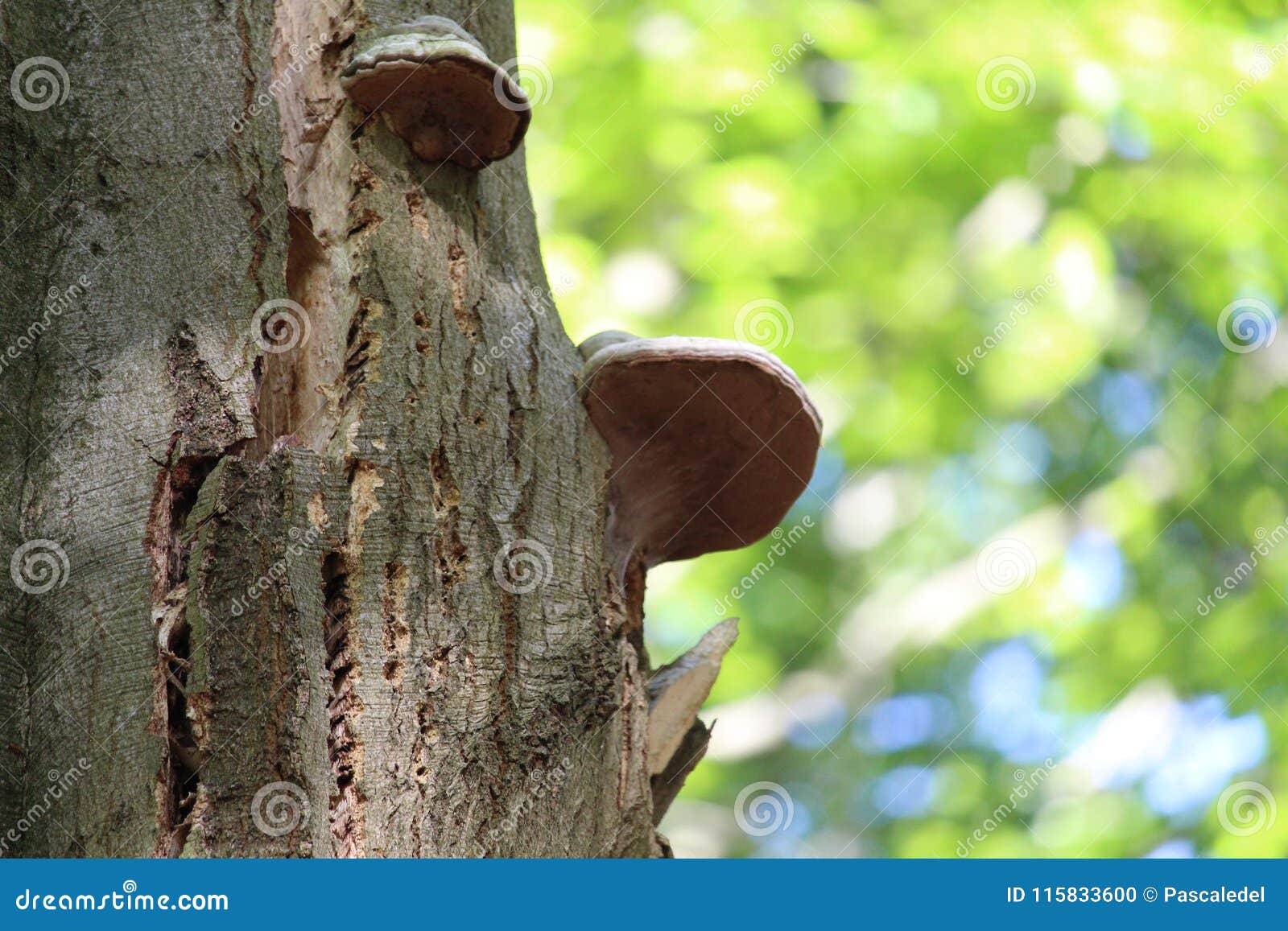 Tree with Clumps stock photo. Image of bark, side, trees - 115833600