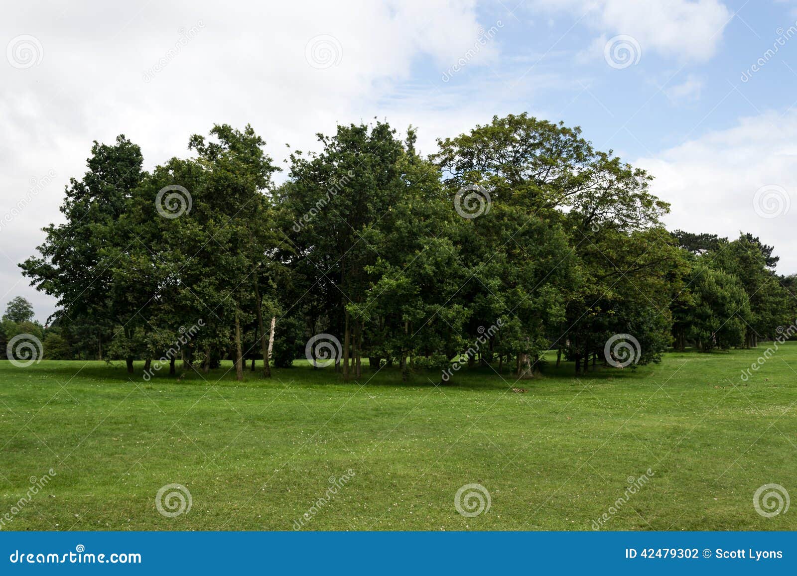 Tree Cluster in Park stock photo. Image of environment - 42479302