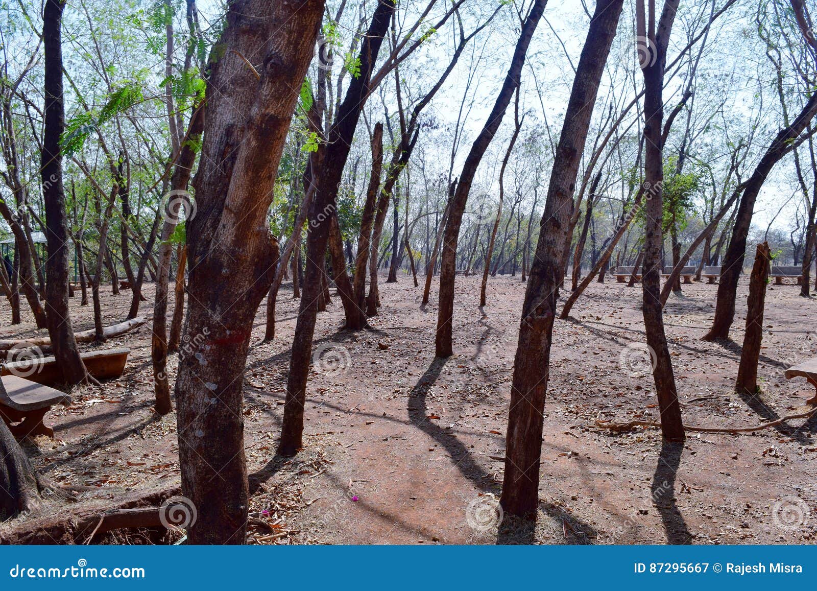 Tree cluster stock image. Image of trunks, branches, cluster - 87295667