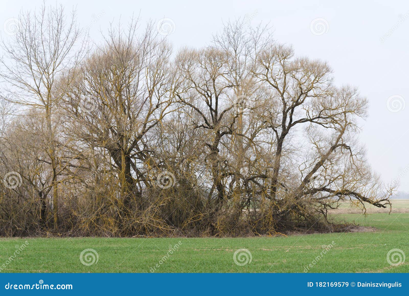 Tree Clusters in a Green Field Stock Image - Image of beauty, clusters ...