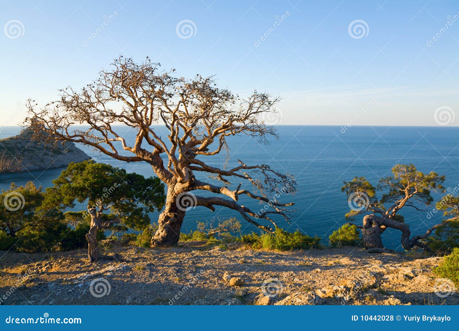 Tree and coast stock photo. Image of peaceful, coastal - 10442028