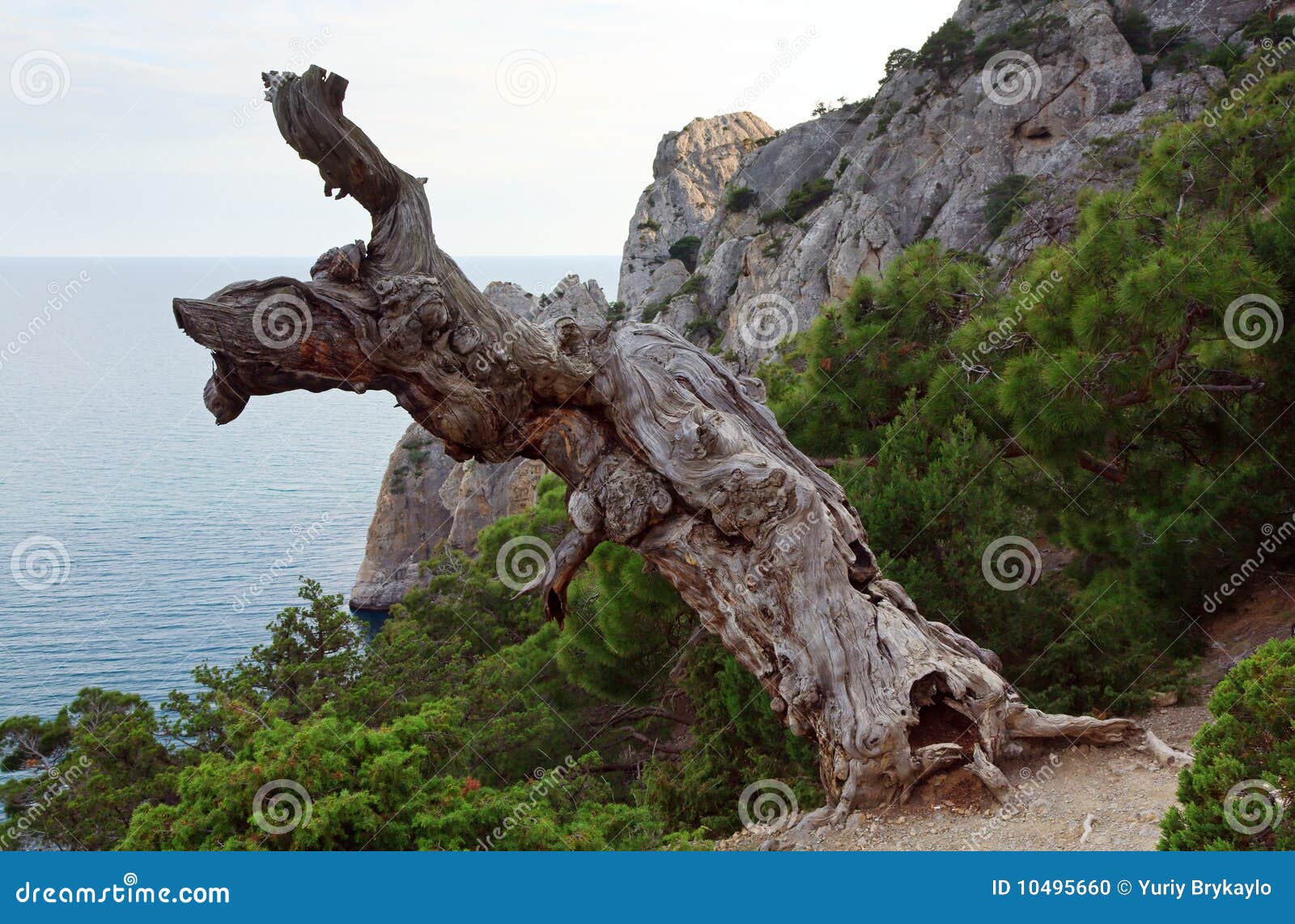 Tree and coast stock photo. Image of mount, cape, coast - 10495660