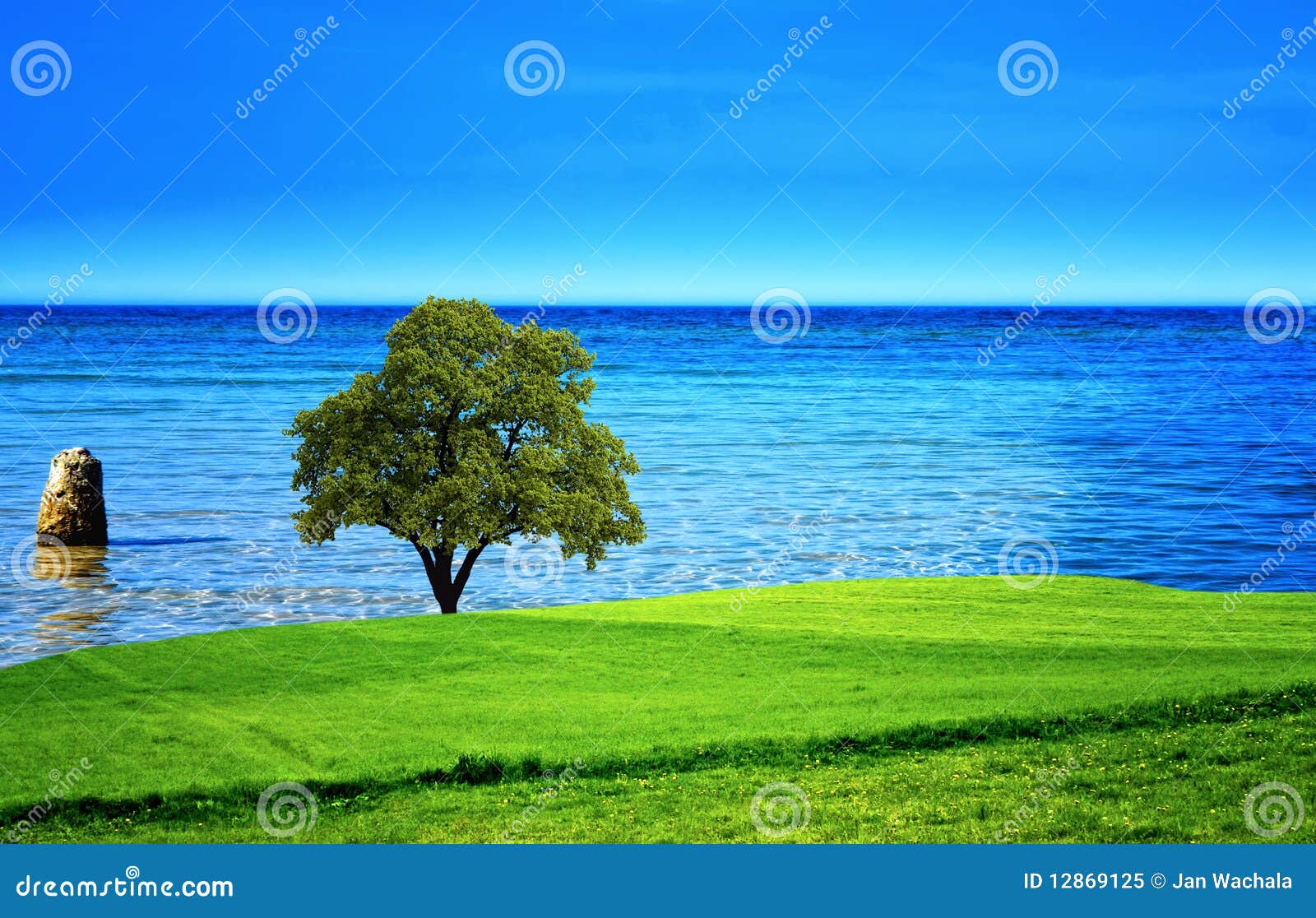 Tree at the coast stock image. Image of beach, scenery - 12869125