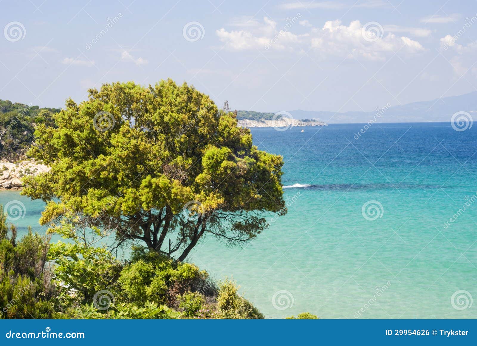 Tree on Coast of Aegean Sea (Greece) Stock Photo - Image of tree, greek ...