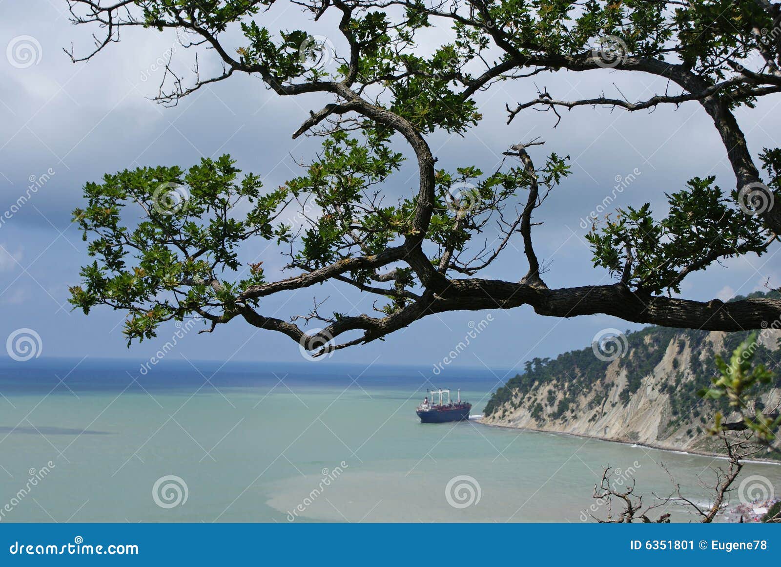 Tree and coastline stock image. Image of beach, tree, rocky - 6351801