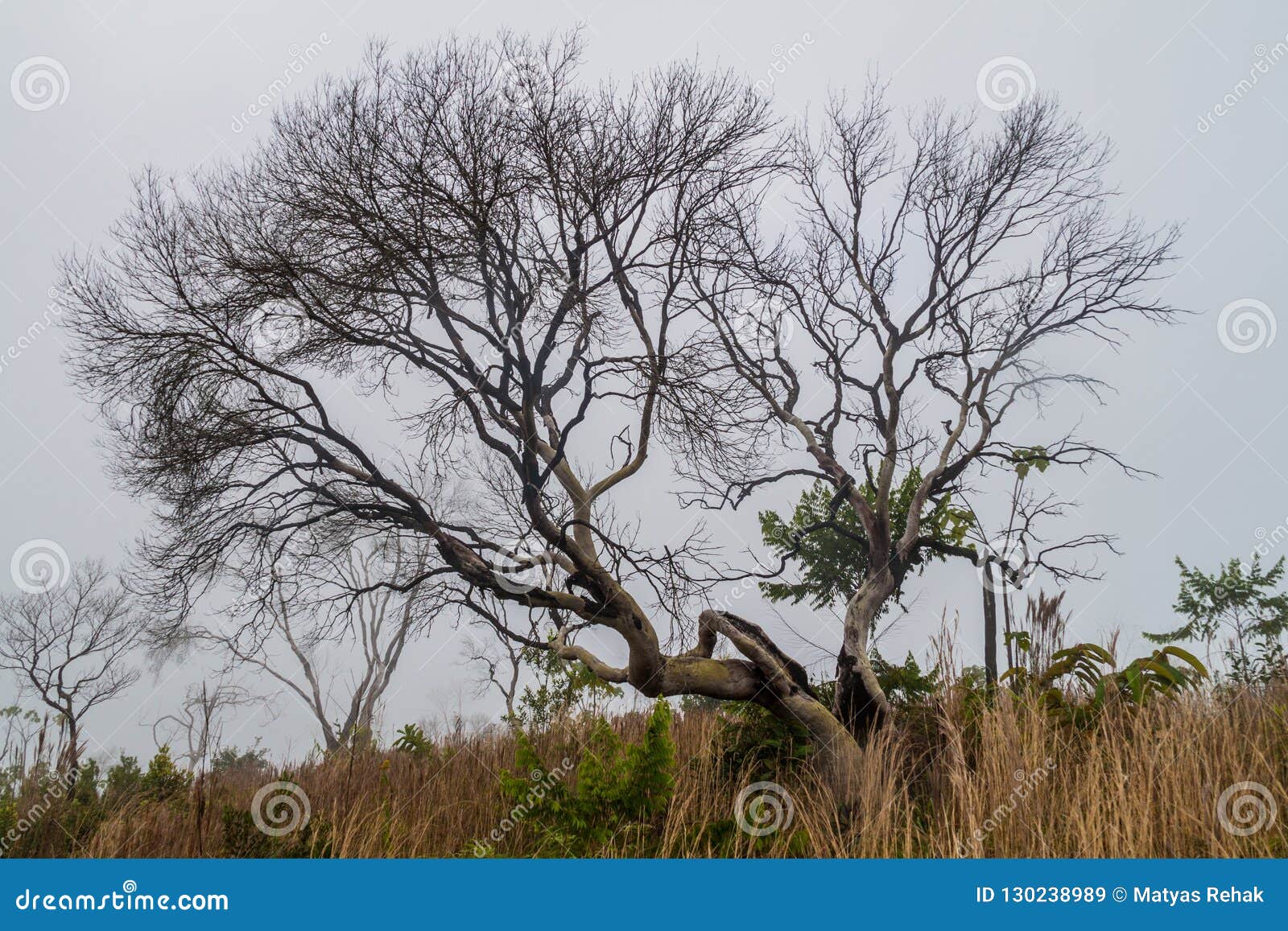 Tree in Cockscomb Basin Wildlife Sanctuary, Beliz Stock Image - Image ...