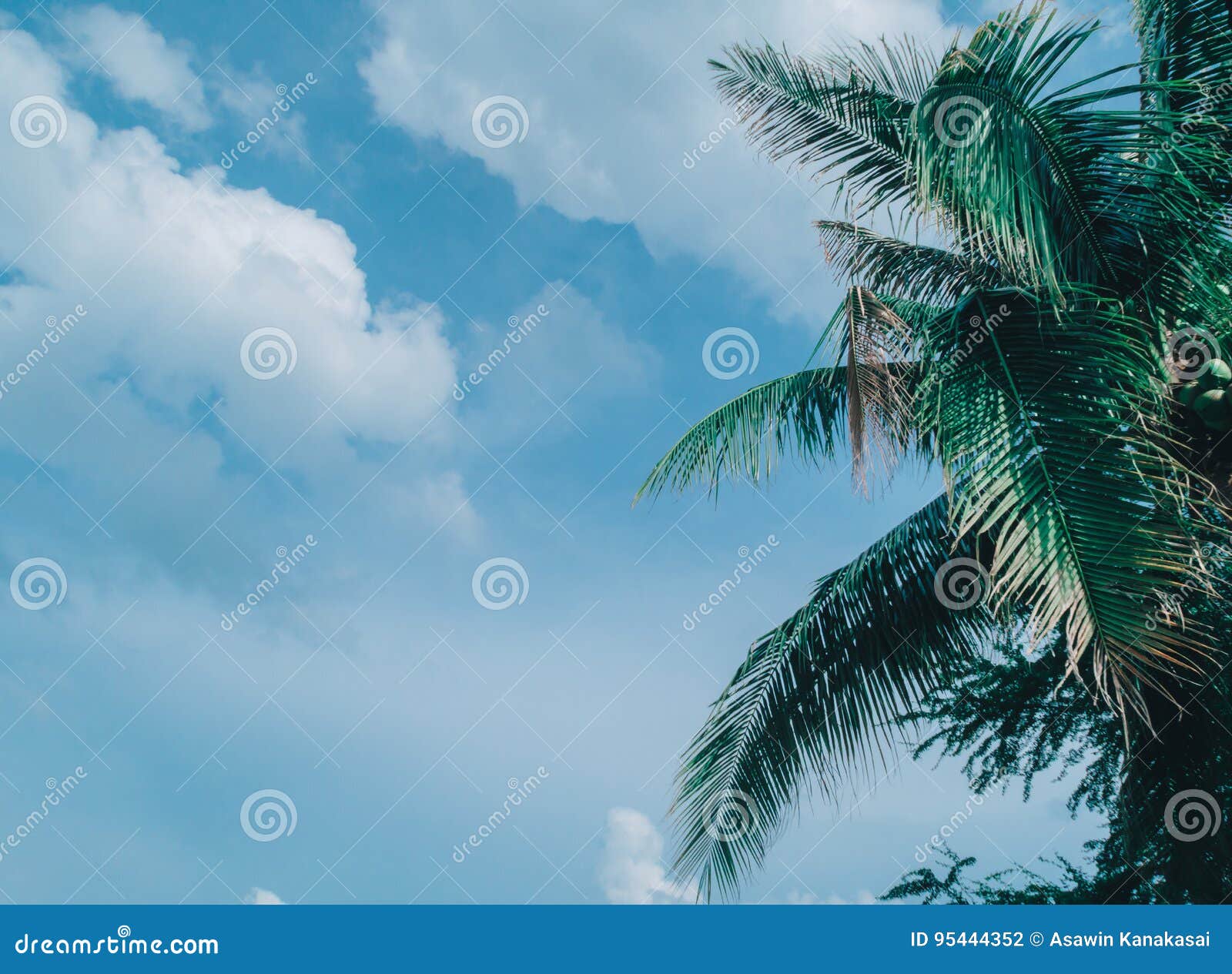 Tree coconut on cloud stock photo. Image of cloud, scene - 95444352