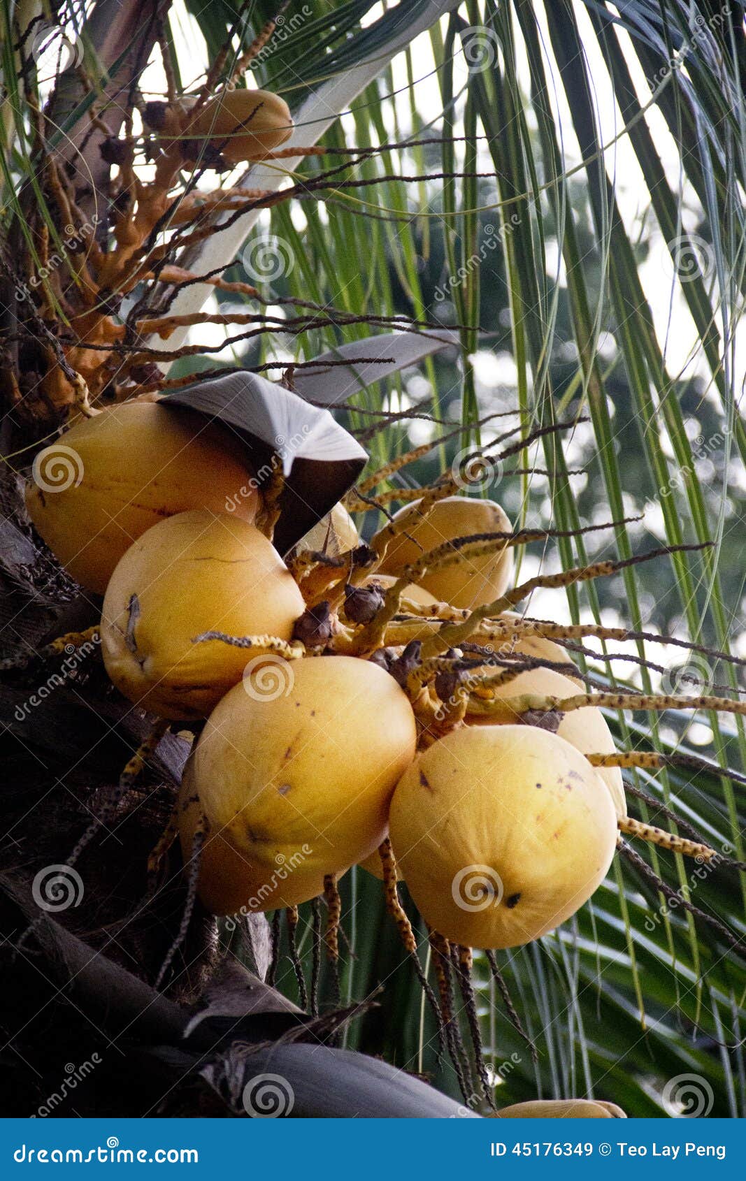 Tree coconut with fruits stock image. Image of background - 45176349