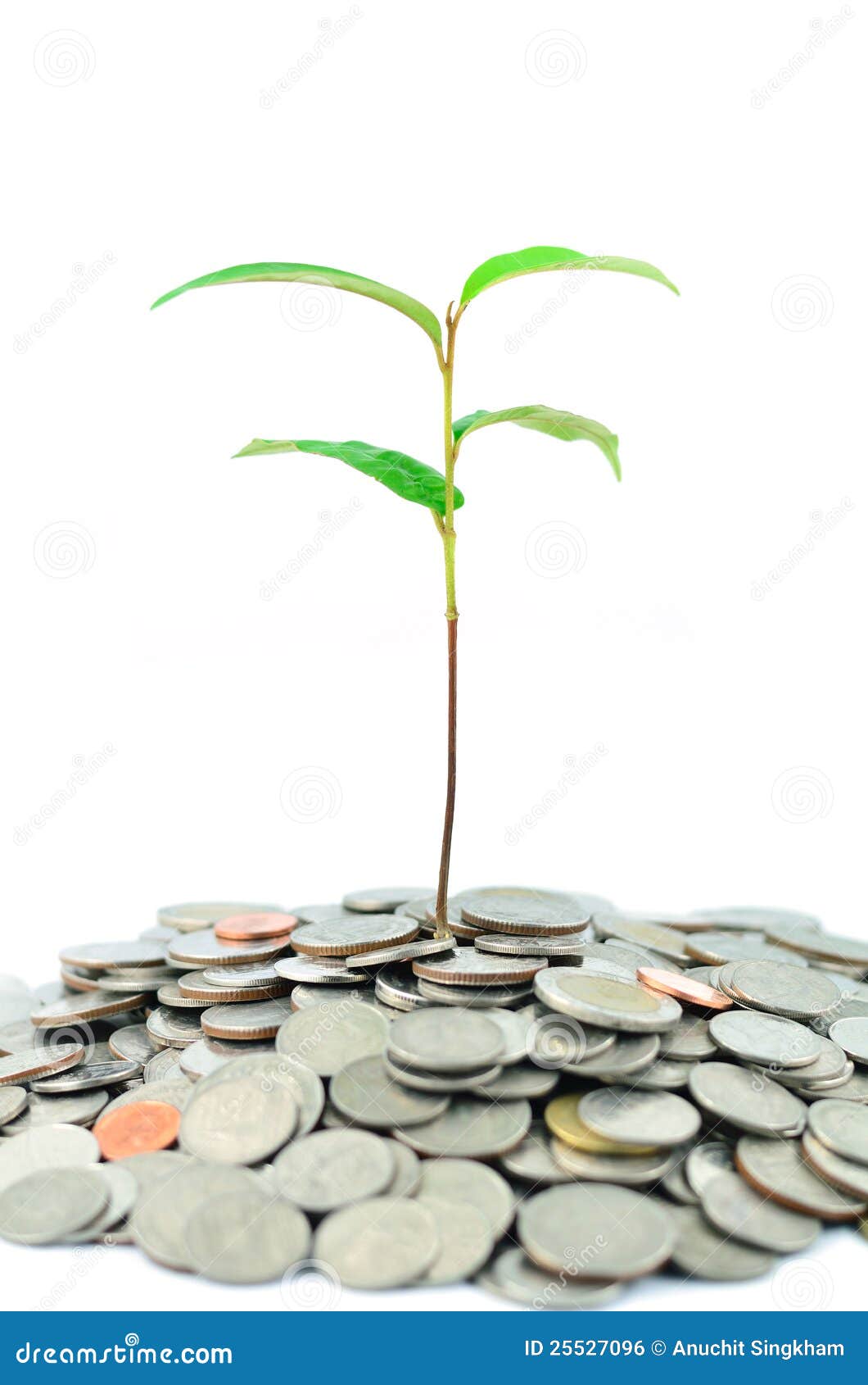 Tree on coins stock photo. Image of ideas, interest, earn - 25527096