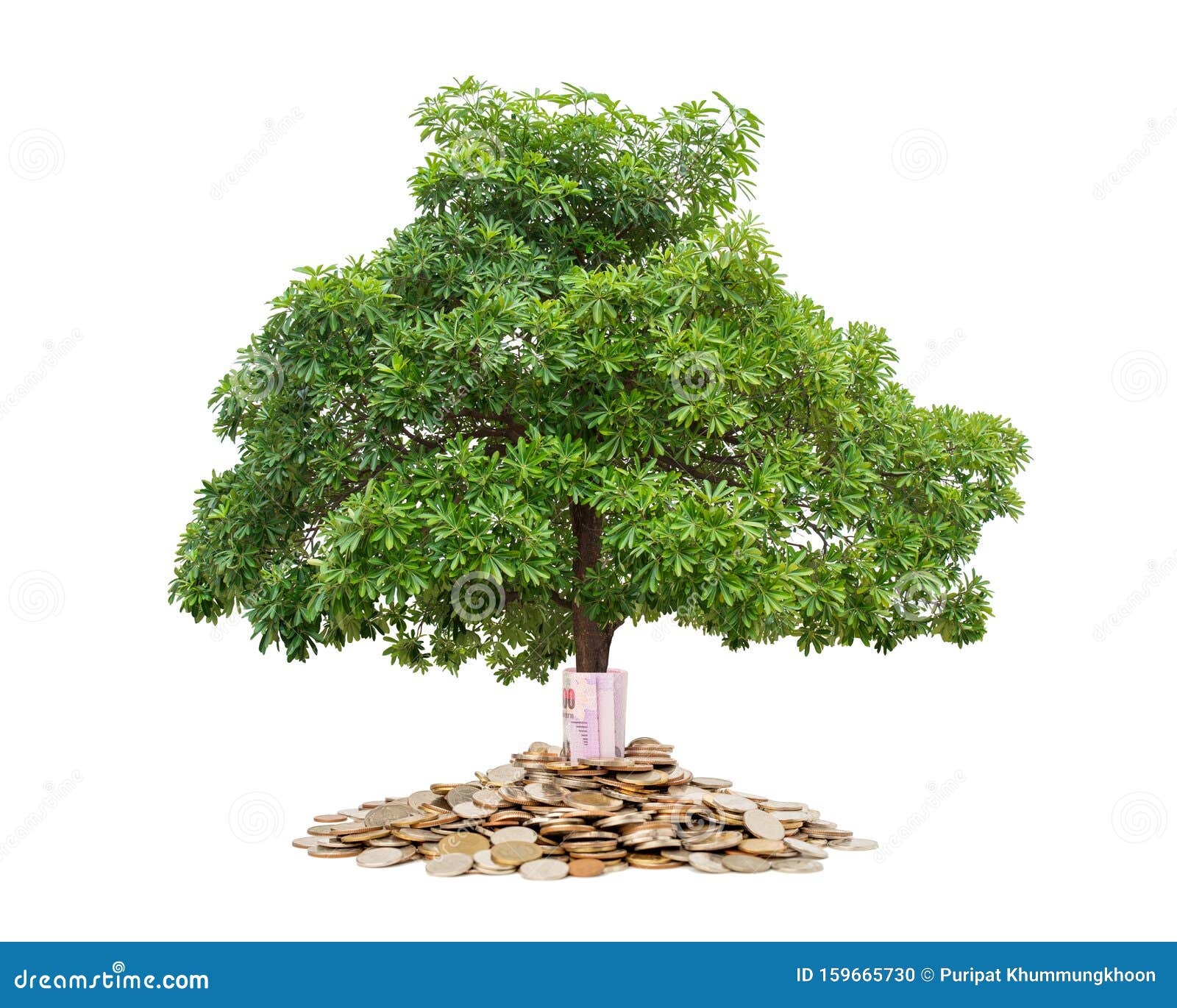 Tree and Coins, Tree Growing from Pile of Coins Stock Photo - Image of ...