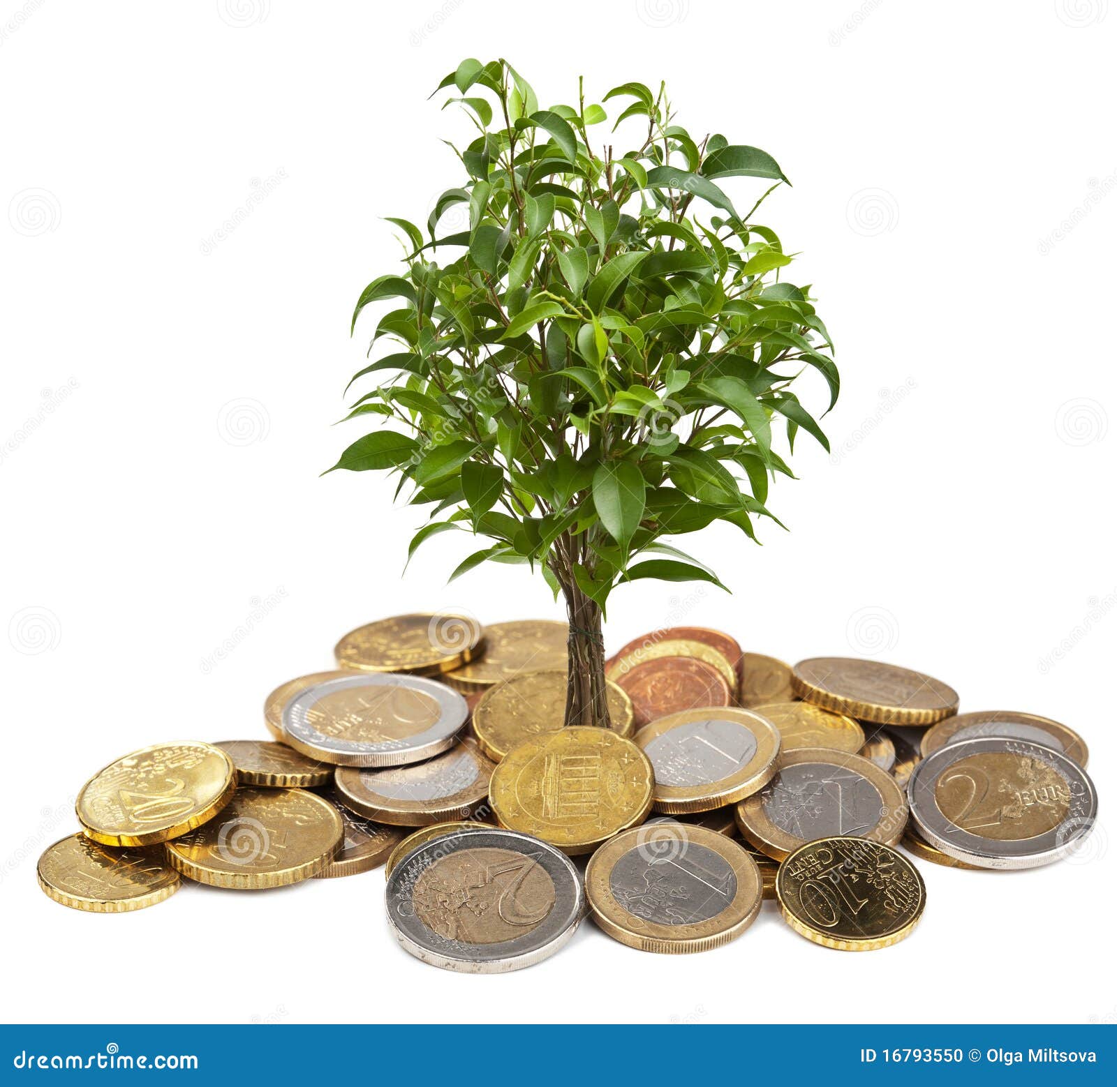 Tree and coins isolated stock photo. Image of cash, green - 16793550