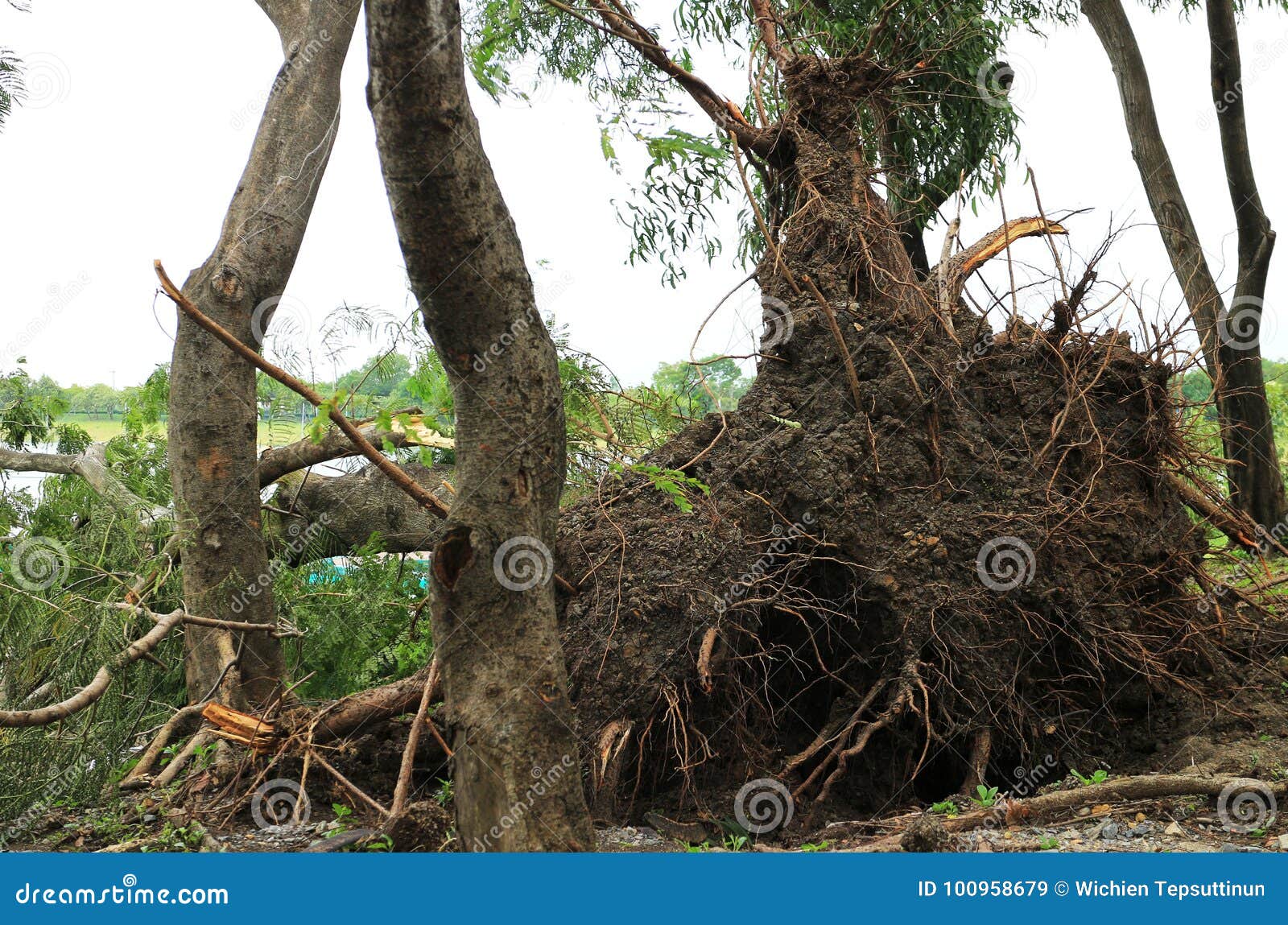 Tree Collapse Due To Heavy Storm Stock Image - Image of loose, accident ...