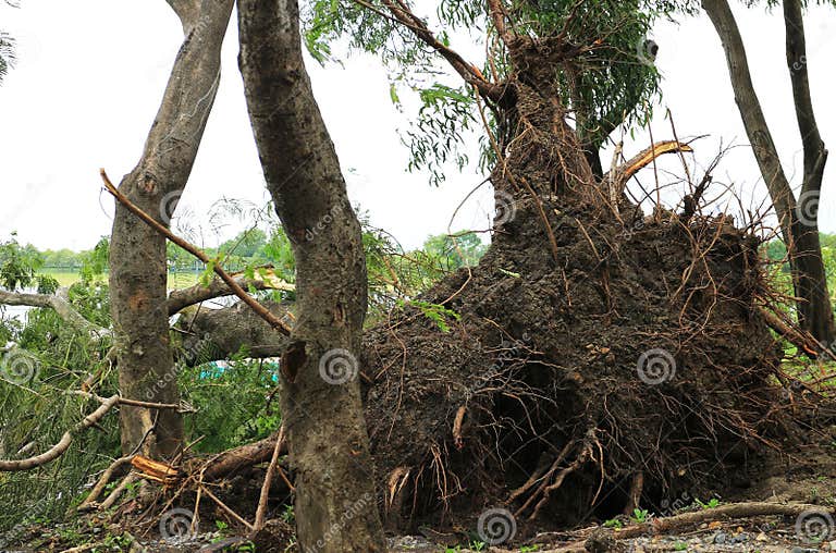 Tree Collapse Due To Heavy Storm Stock Image - Image of loose, accident ...