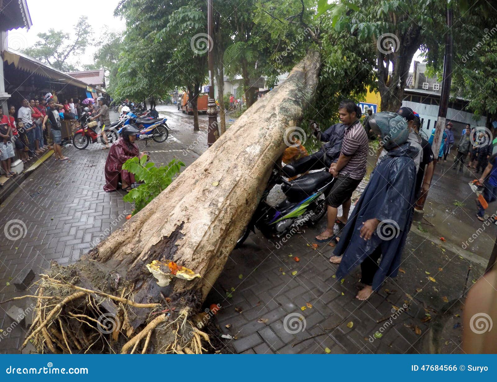 Tree collapsed editorial photo. Image of tree, weather - 47684566