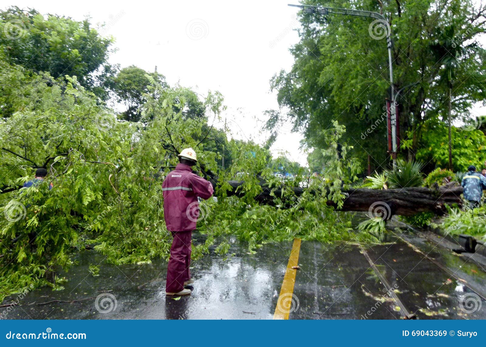 Tree collapsed editorial stock image. Image of central - 69043369