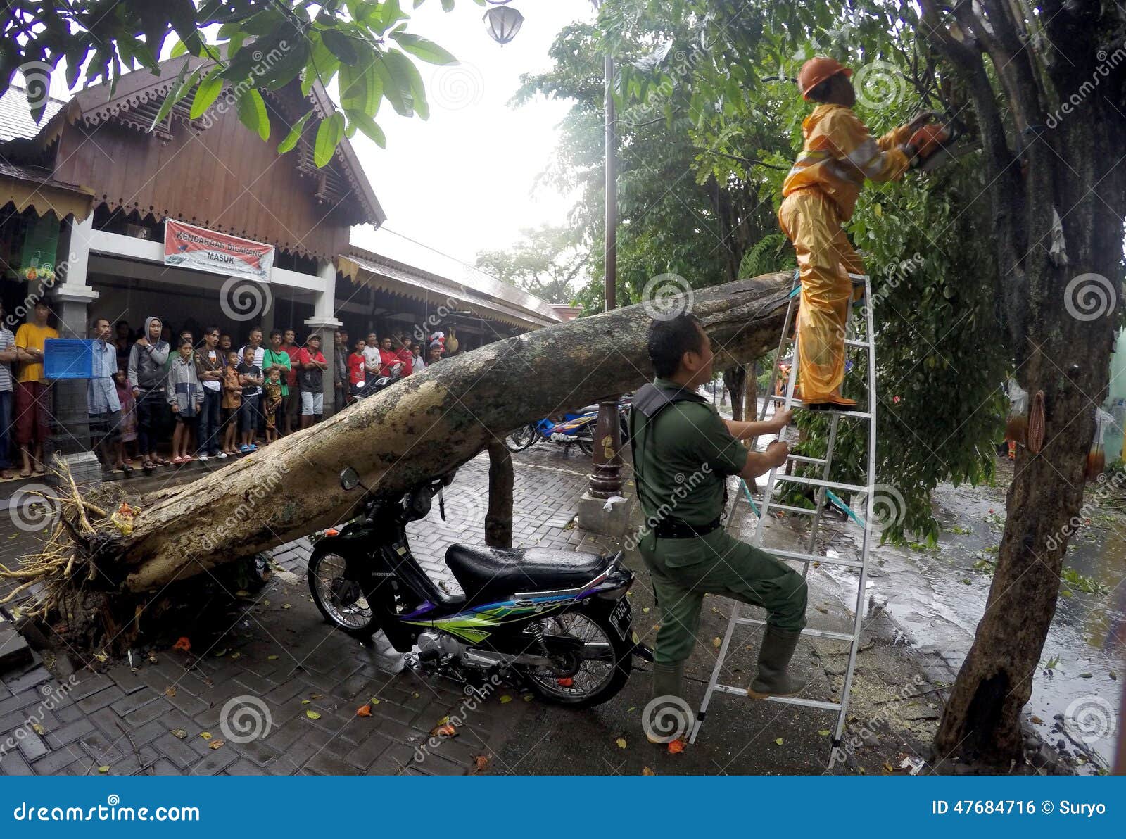 Tree collapssed editorial photo. Image of solo, weather - 47684716