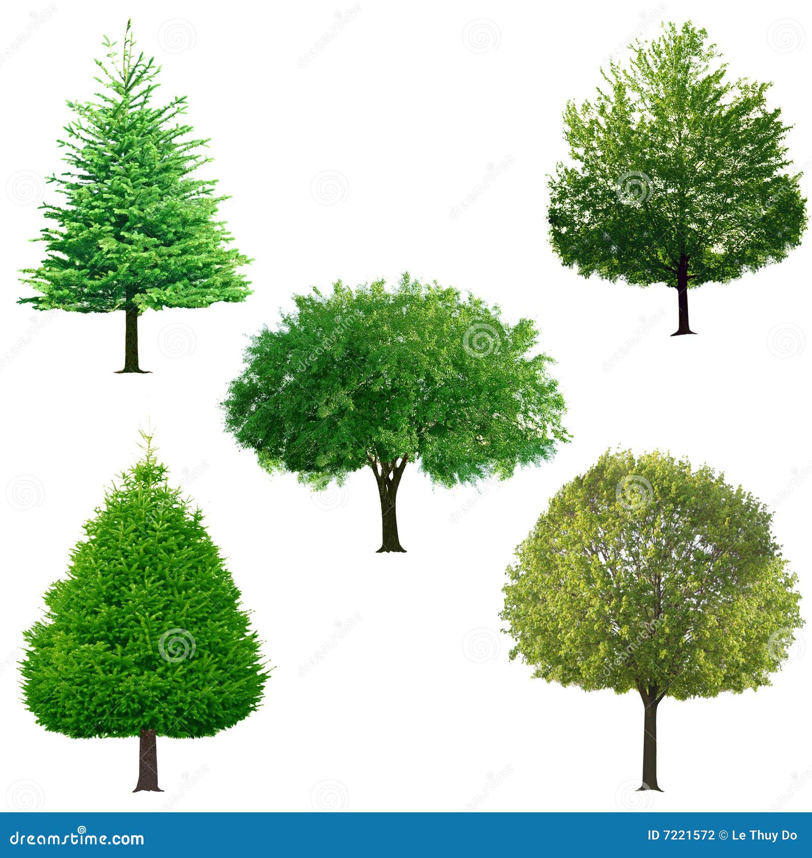 Tree collection stock photo. Image of nature, branch, drawing - 7221572