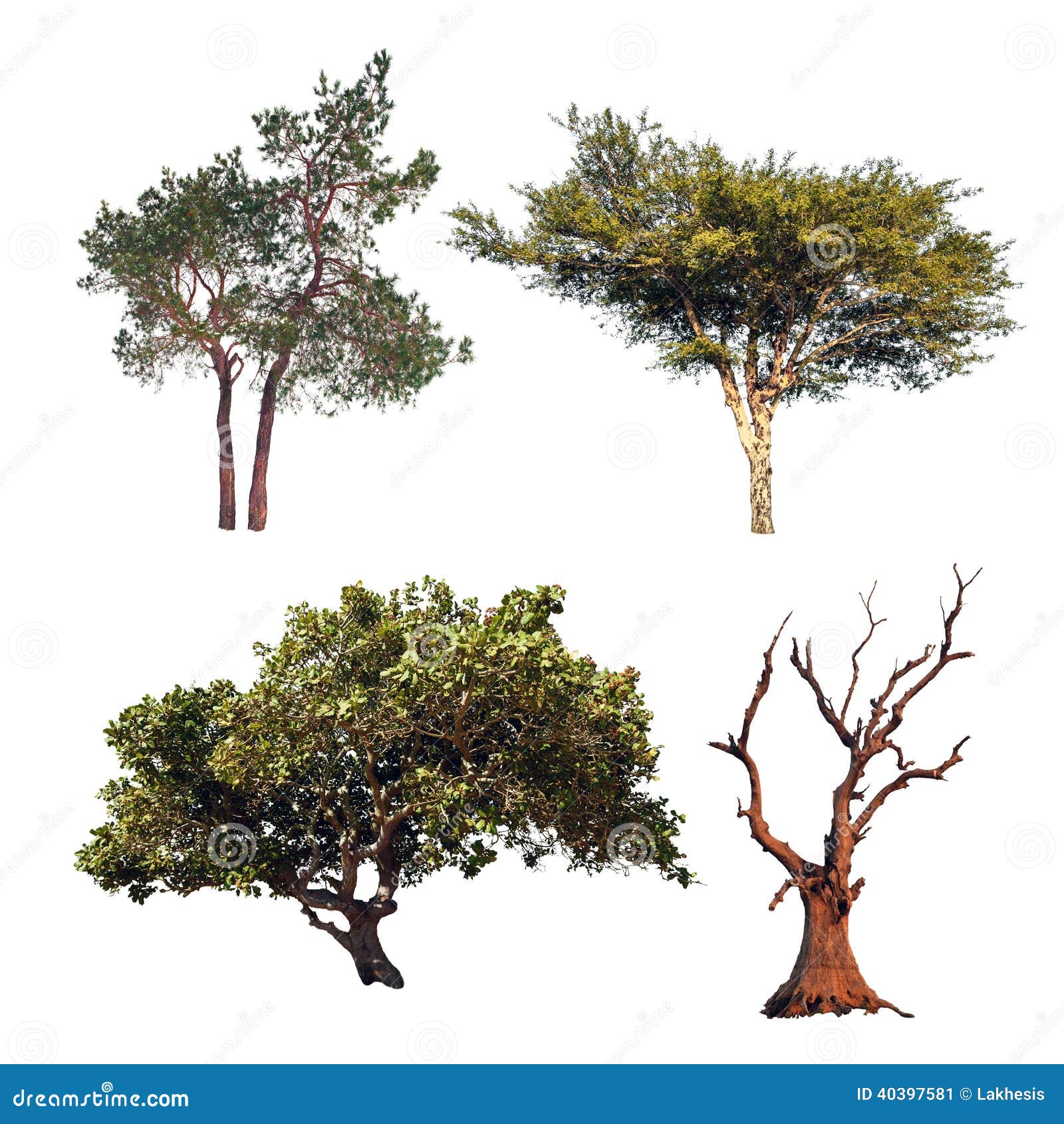 Tree Collection. Four Different Trees Isolated on White Background ...
