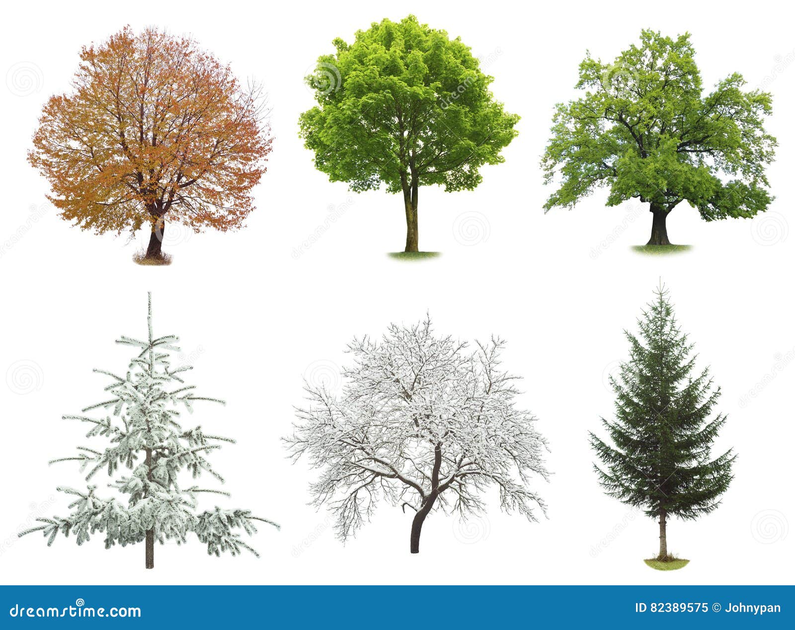 Tree collection isolated stock image. Image of plant - 82389575