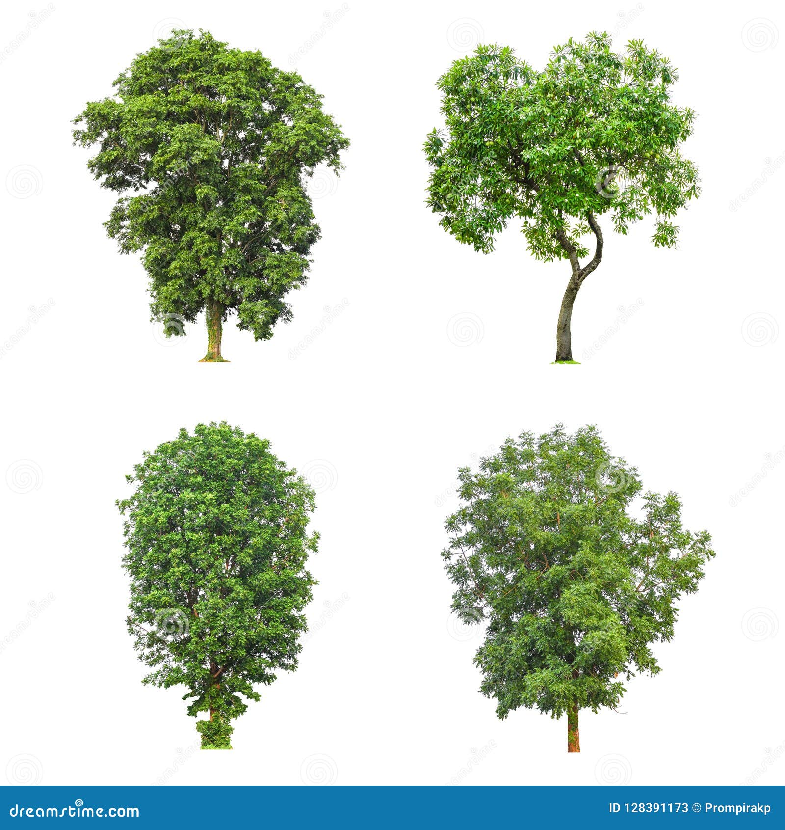 Tree Collection Isolated on White Background. Stock Image - Image of ...