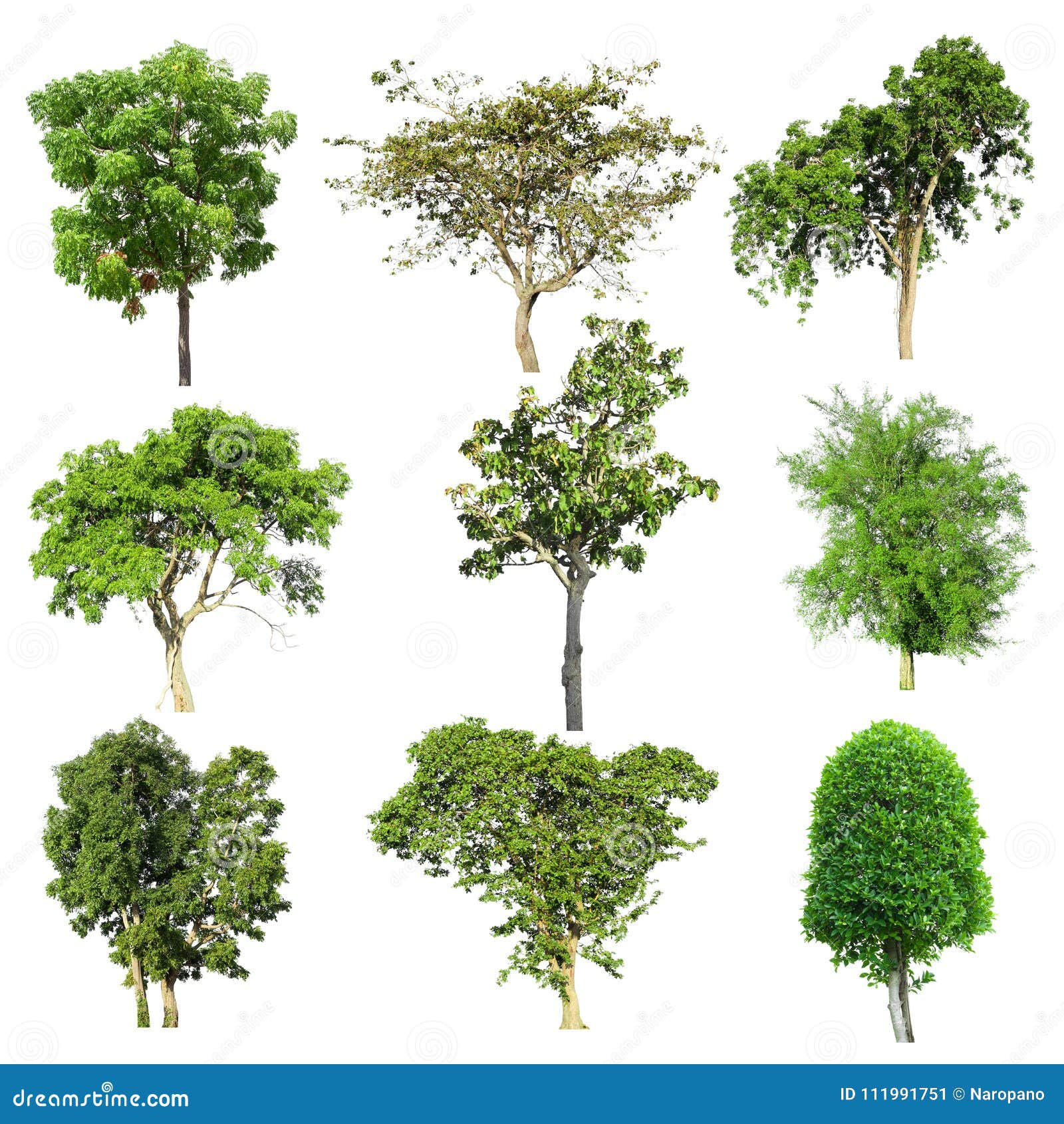 Tree Collection Set Isolated Stock Image - Image of branch, woods ...