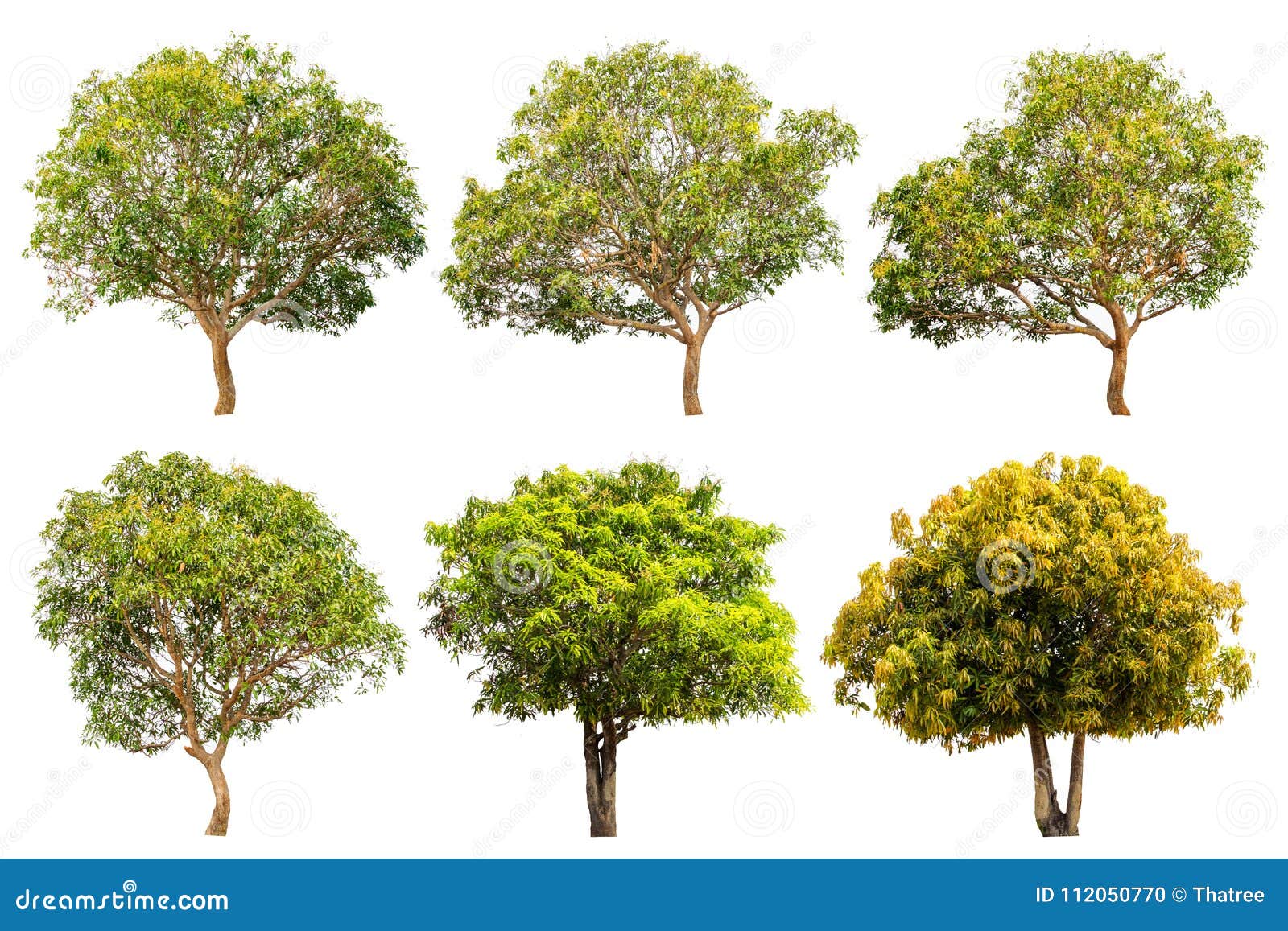 Tree Collection Set Isolated On White Background. Stock Photo - Image ...
