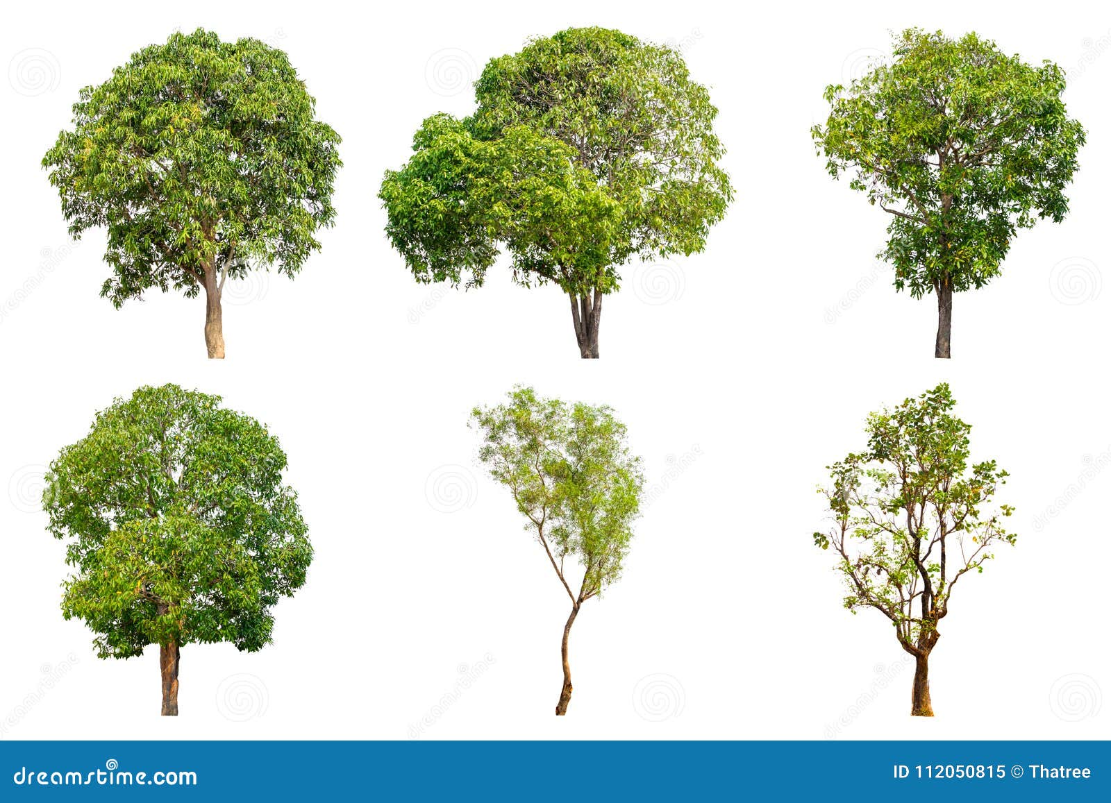 Tree Collection Set Isolated on White Background. Stock Image - Image ...