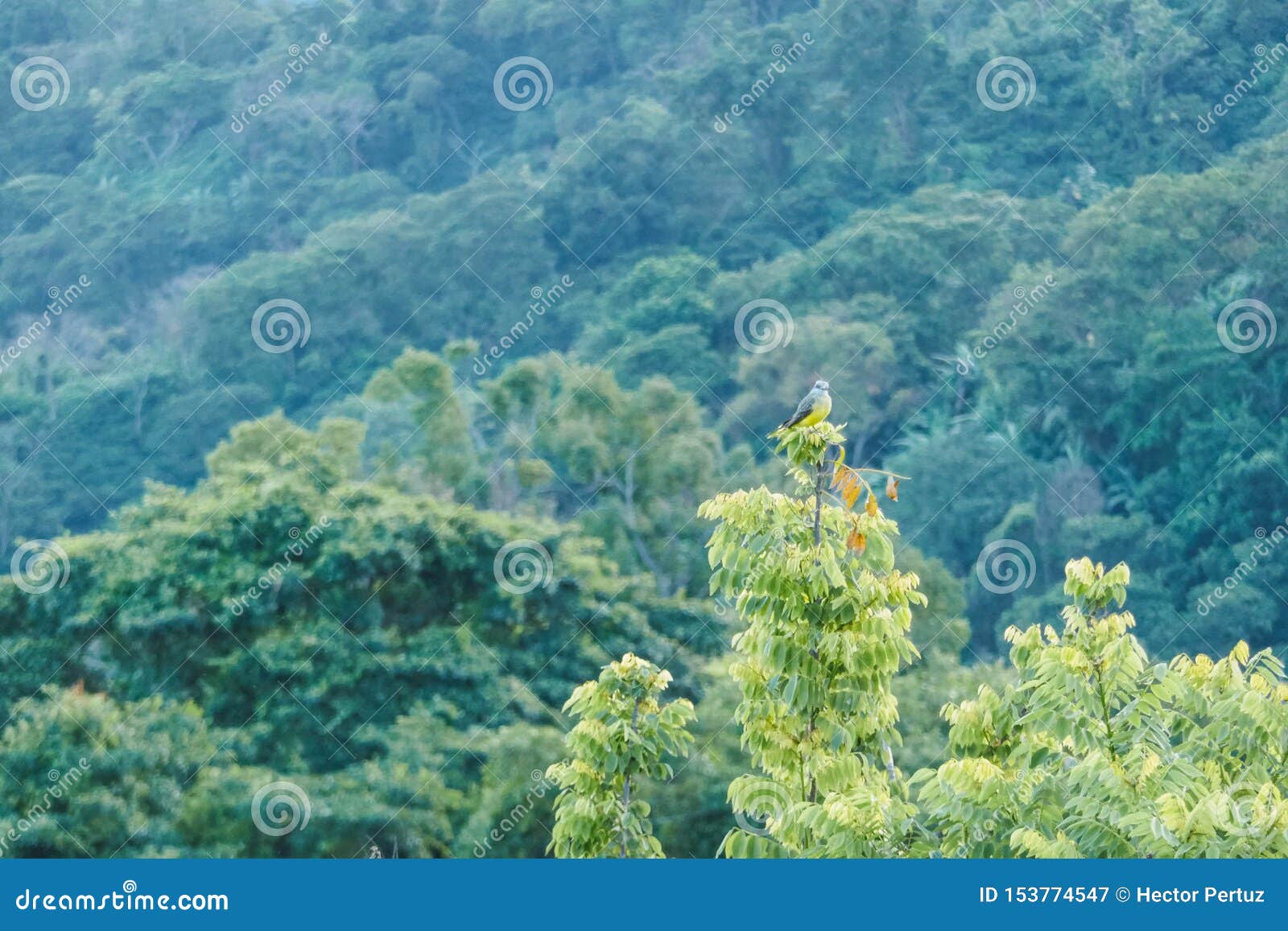 TREE on TREE in the COLOMBIAN MOUNTAINS Stock Image - Image of field ...