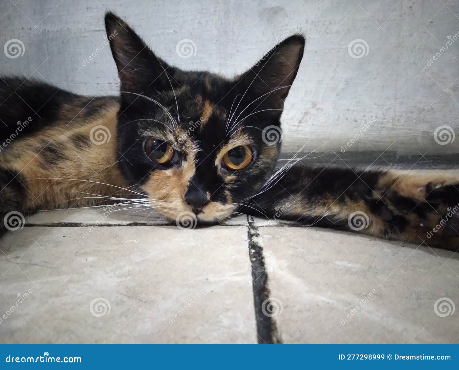 Three Color Cat Focus Looking Stock Image - Image of color, focus ...