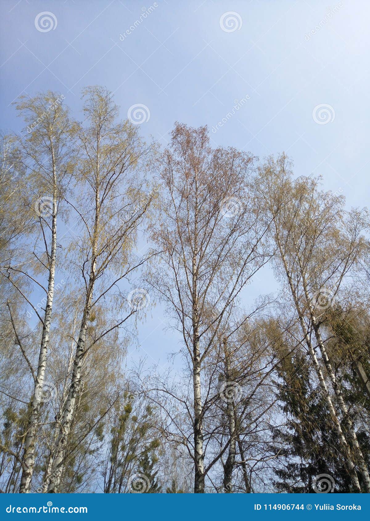 Trees nice stock photo. Image of tree, color, nice, trees - 114906744