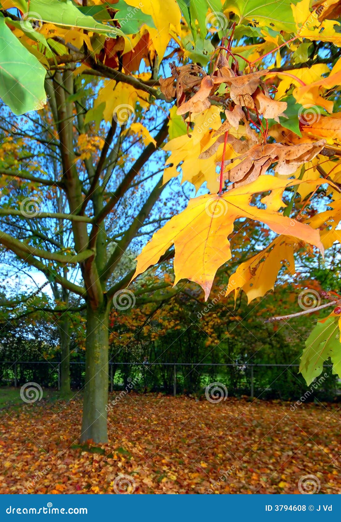 Tree with Colorful Autumn Leaves Stock Photo - Image of growth, natural ...