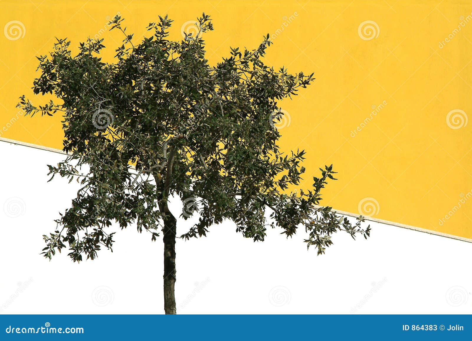 Tree with Colorful Building in Background Stock Image - Image of street ...