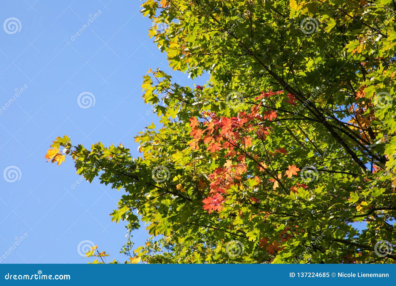 Tree with colorful leaves stock image. Image of crown - 137224685