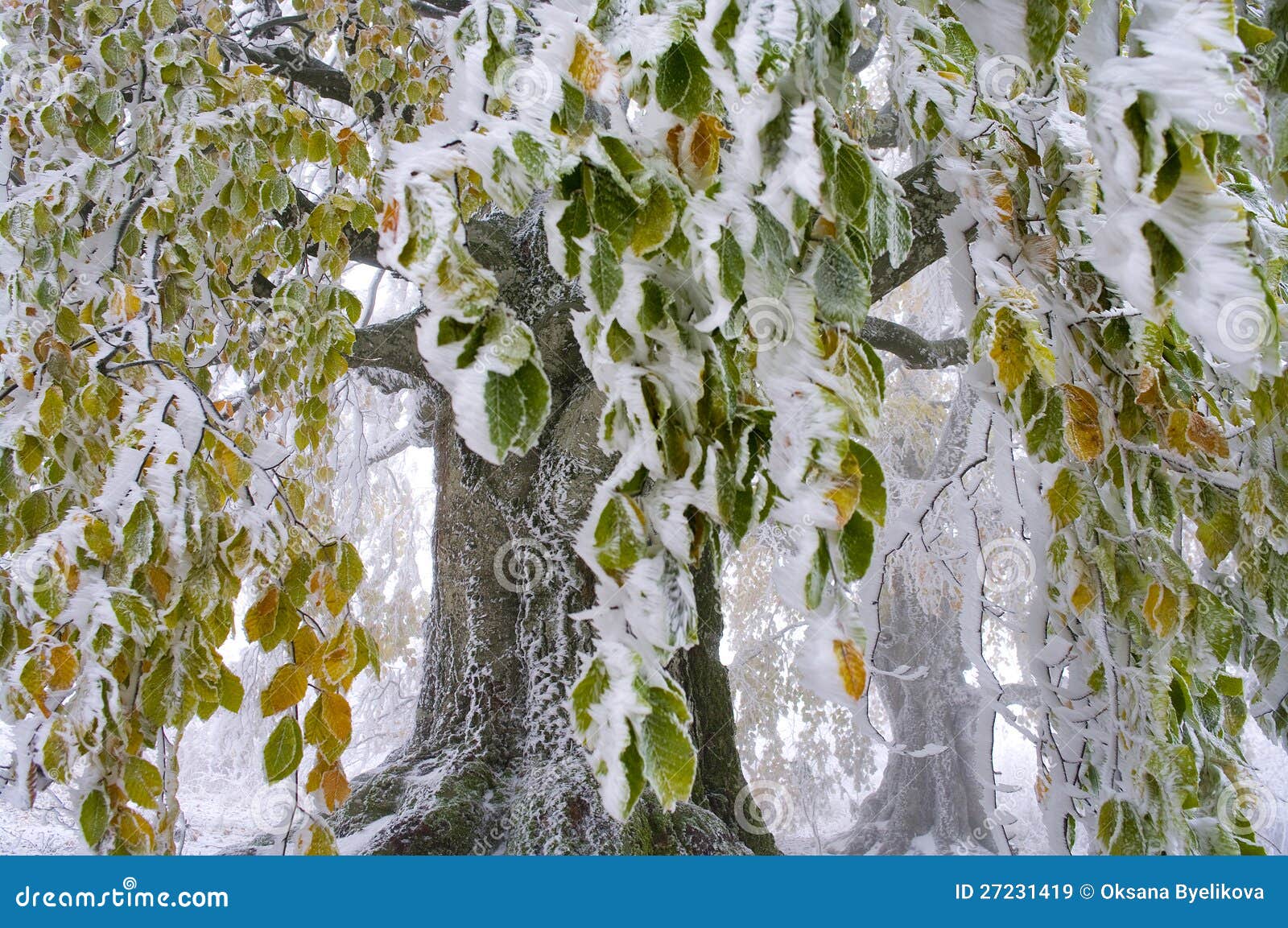 Tree with colorful leaves stock image. Image of leaf - 27231419