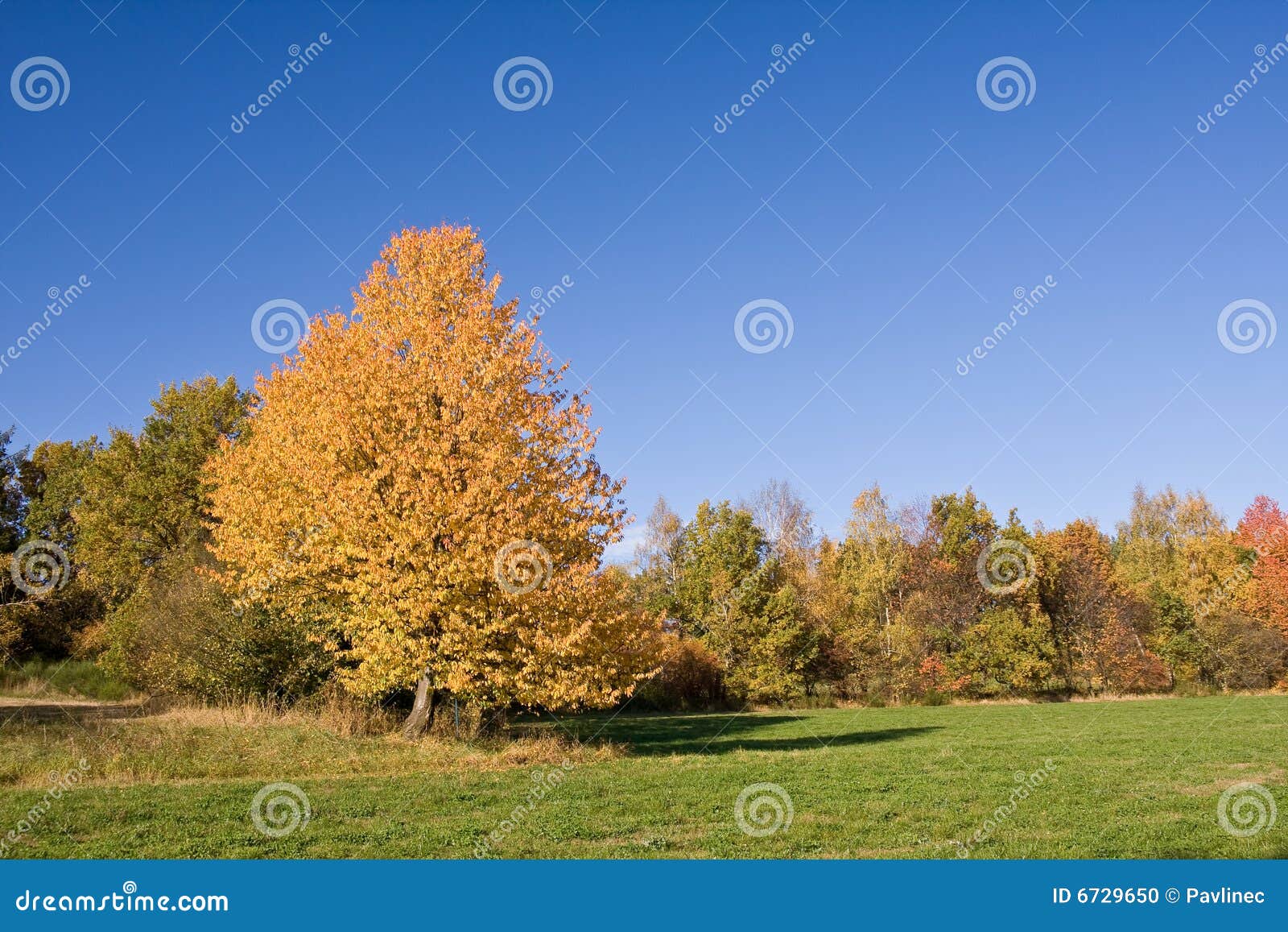 Tree with colorful leaves stock photo. Image of lush, freshness - 6729650