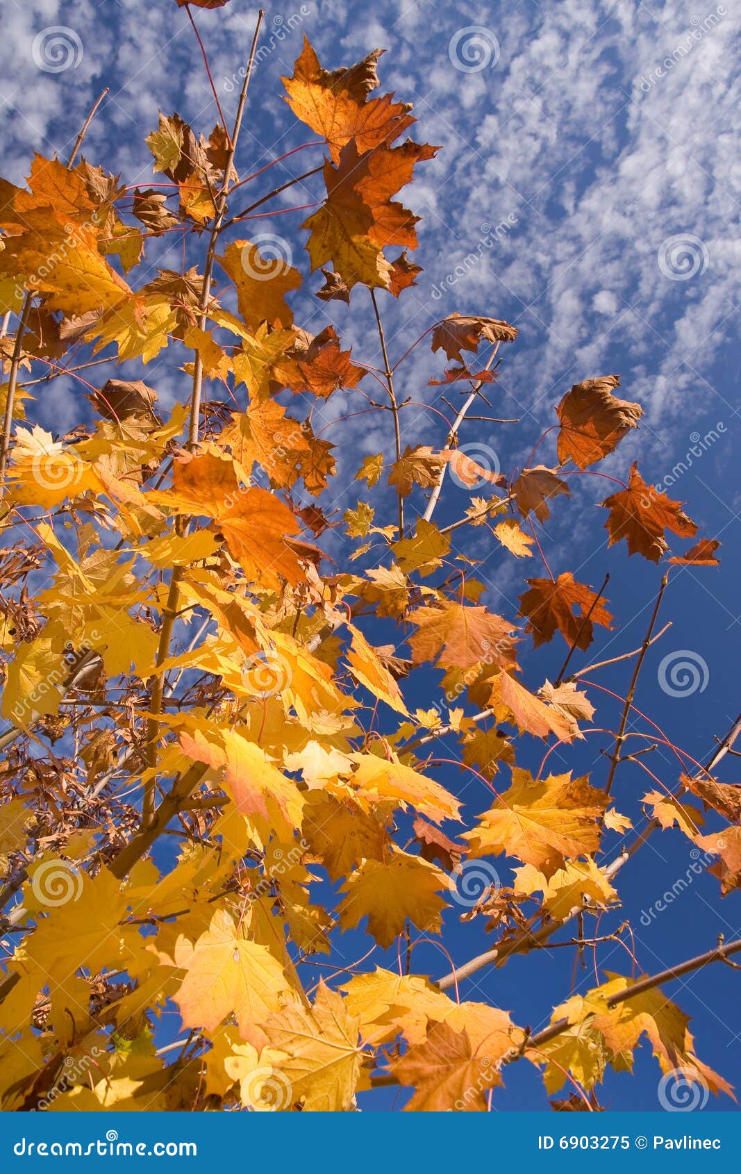 Tree with colorful leaves stock image. Image of freshness - 6903275
