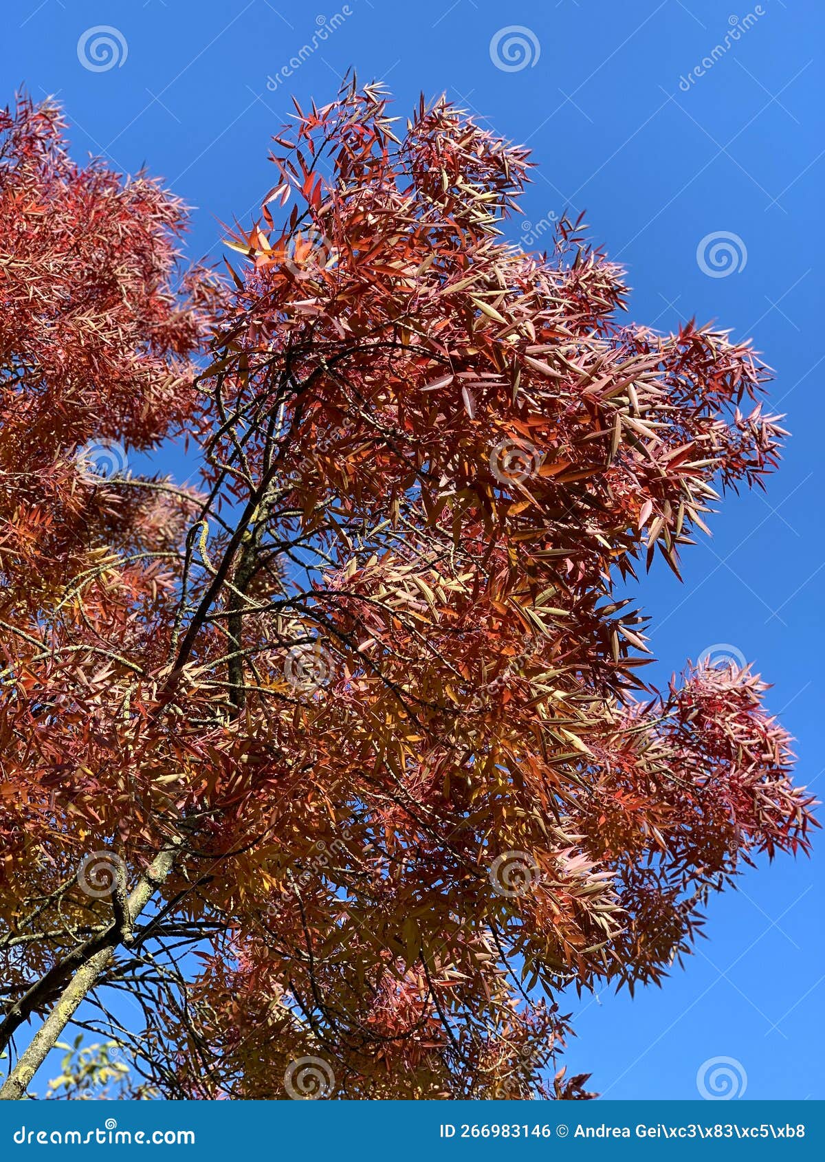 Tree with Colorful Leaves and Fall Foliage Stock Photo - Image of ...